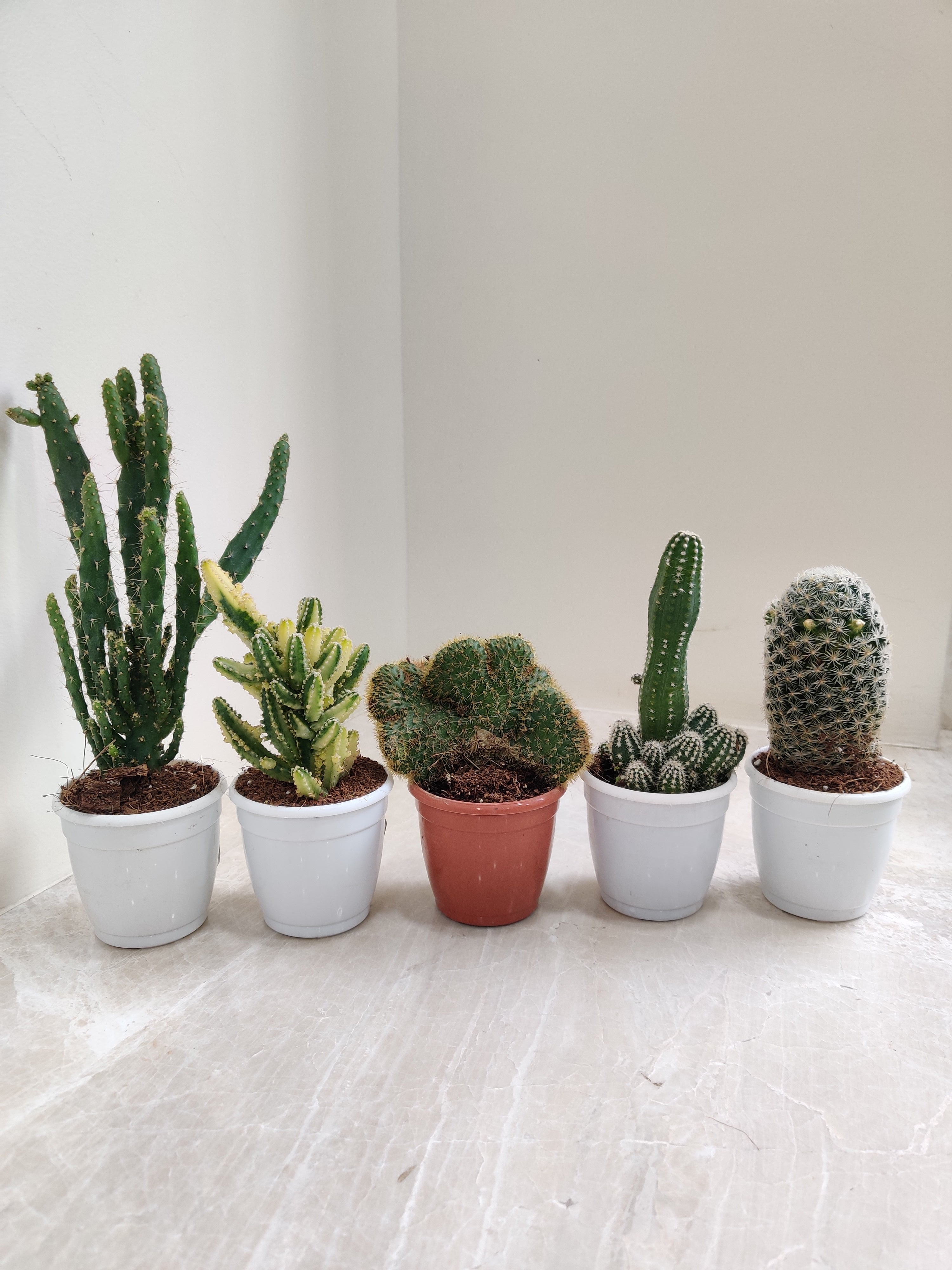 Buy Assorted Cactus Pack - Indoor Plant Collection | Safe Delivery ...