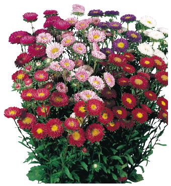 Aster Fan Mix Flower Seeds – ChhajedGarden.com