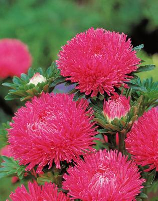 Aster Gala Carmine Rose Flower Seeds – ChhajedGarden.com