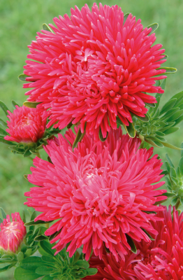 Aster Gala Scarlet Flower Seeds – ChhajedGarden.com