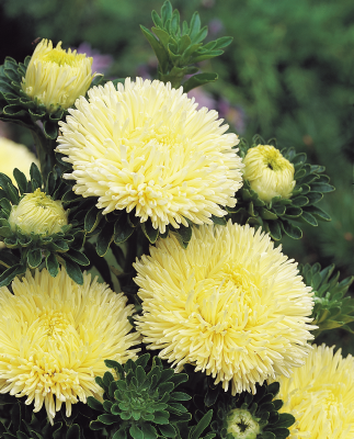 Aster Gala Yellow Flower Seeds – ChhajedGarden.com