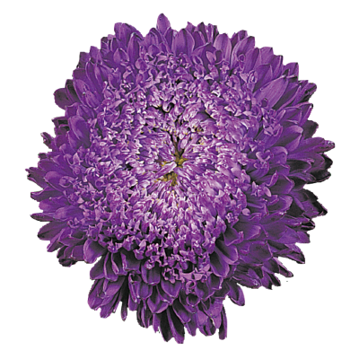 Aster Matador Deep Blue Flower Seeds – ChhajedGarden.com