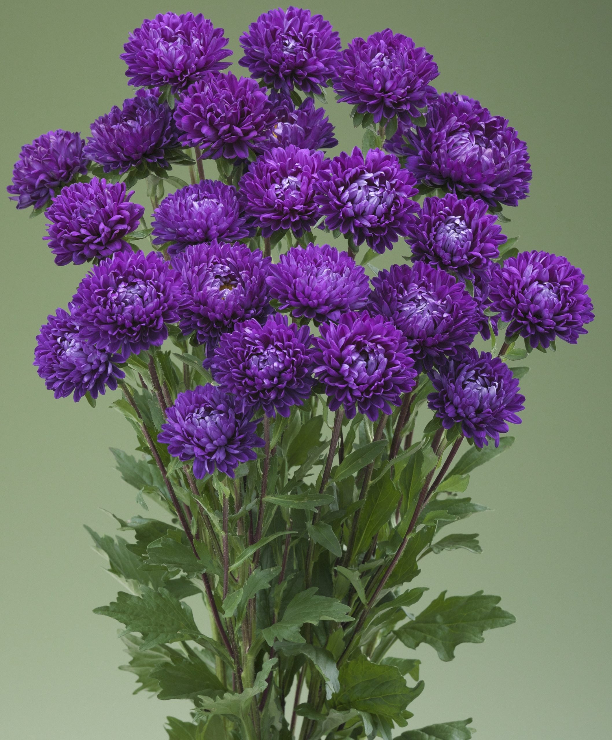Aster Optimo Alpha Deep Purple Flower seeds – ChhajedGarden.com