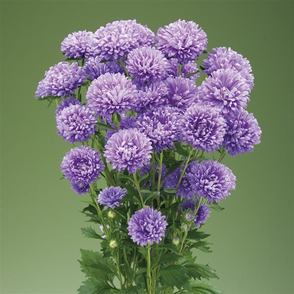 Aster Optimo Alpha Light Blue Flower seeds – ChhajedGarden.com
