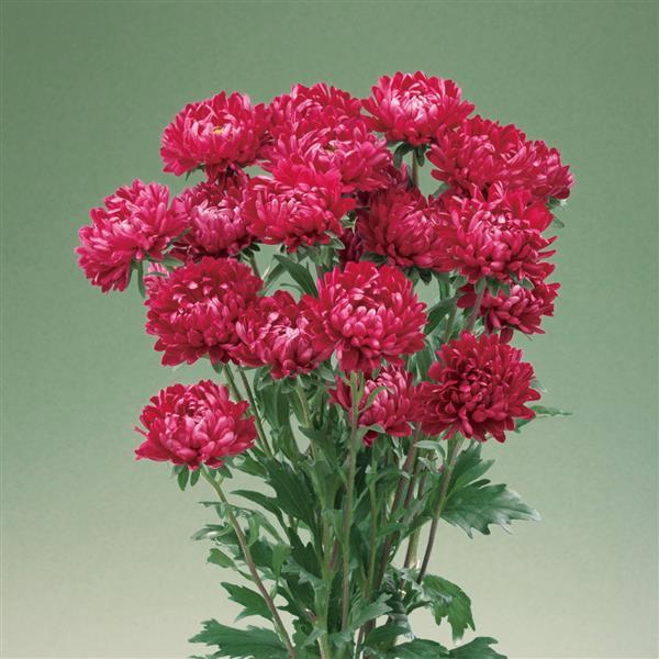 Aster Optimo Alpha Red Flower seeds – ChhajedGarden.com
