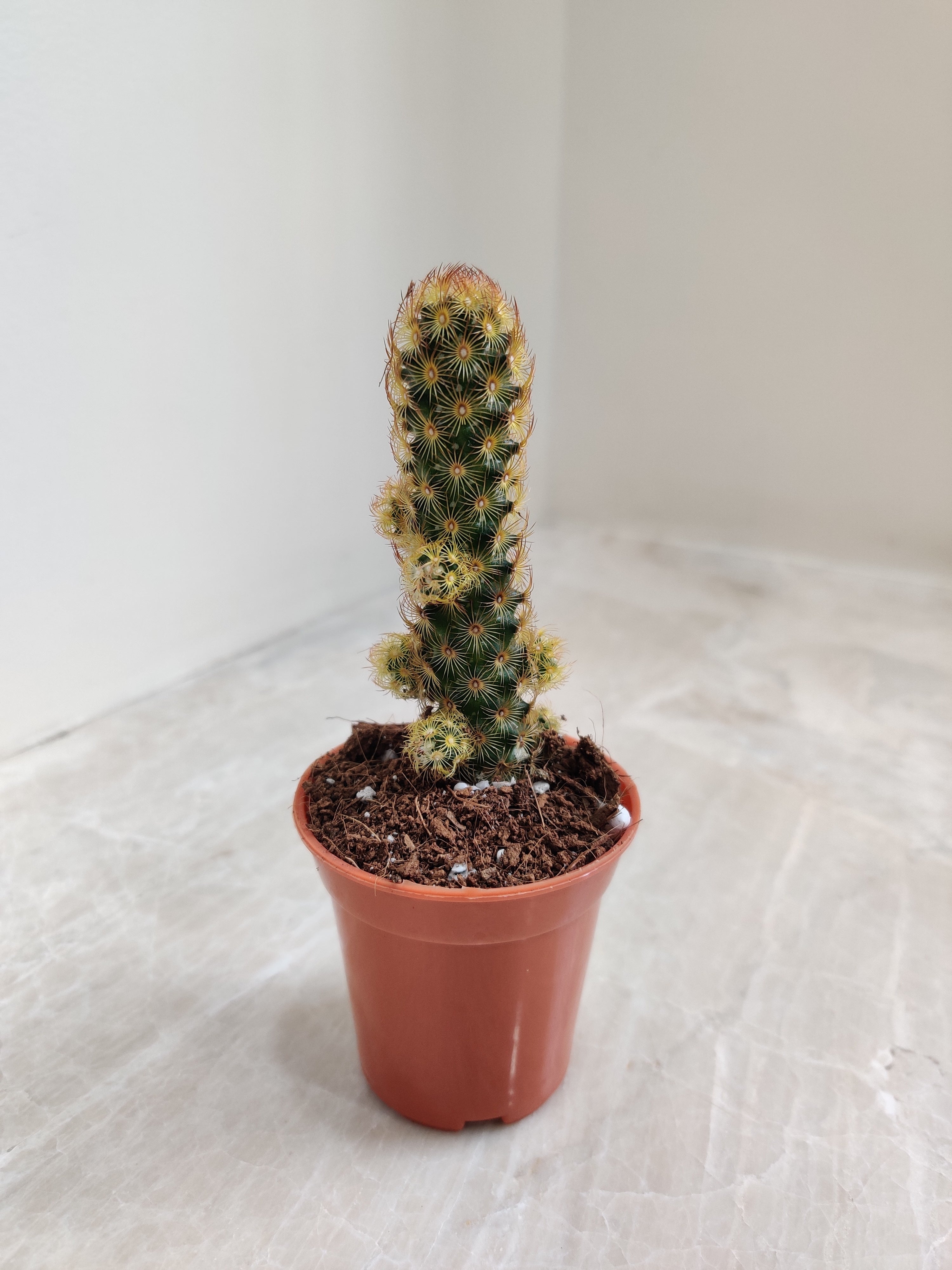 Buy Copper King Cactus Online India | Rare Indoor Cactus ...