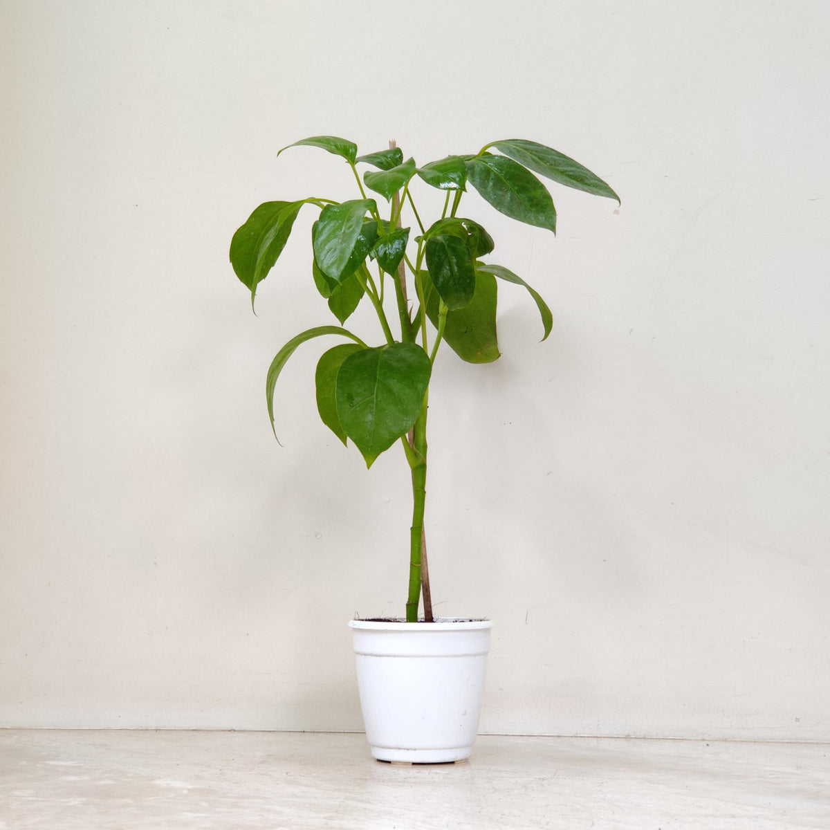 Brassia Green Plants In 12 cm pot – ChhajedGarden.com