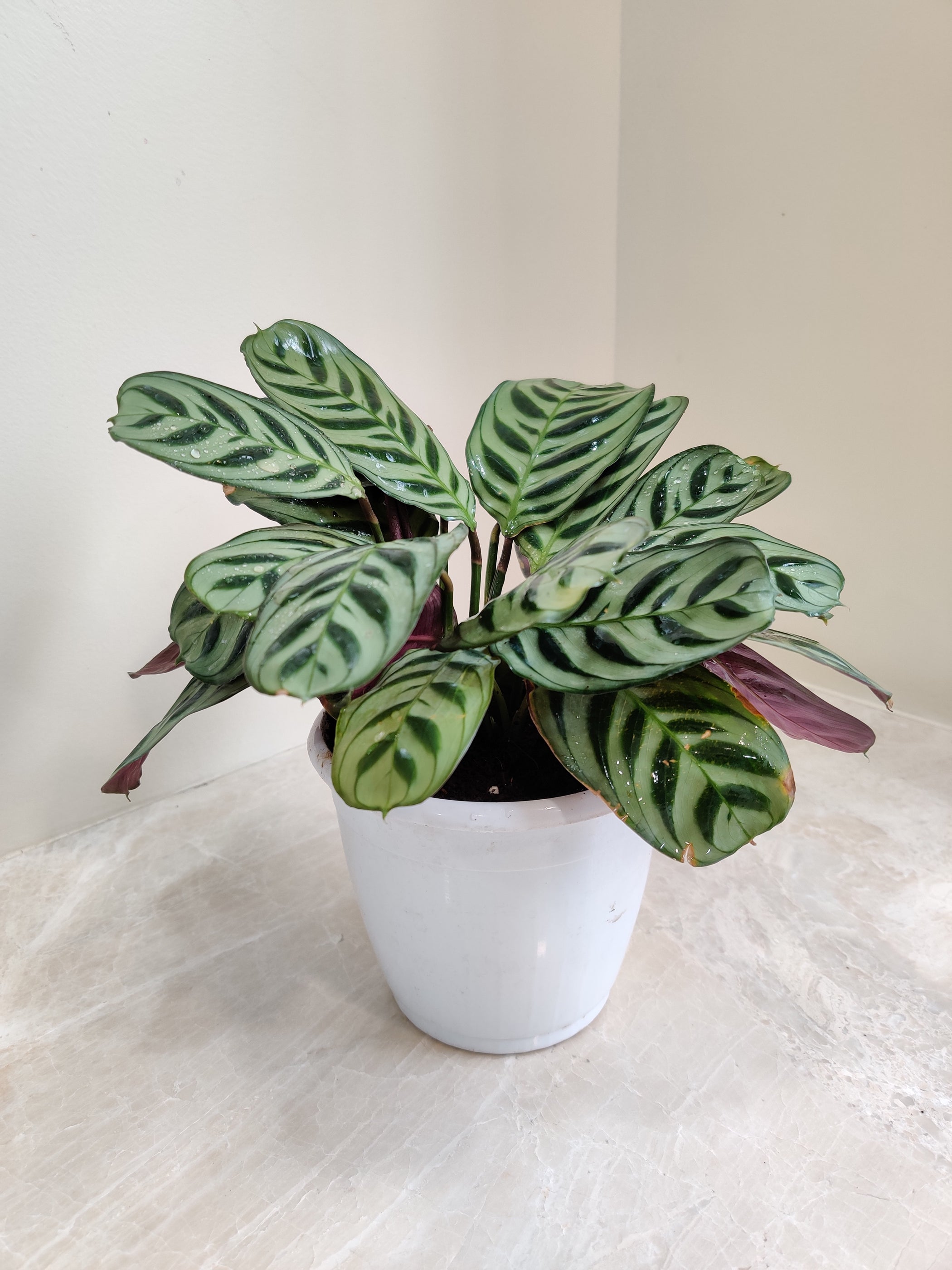 Buy Burle Marxii Calathea Online India | Rare Plant Calathea ...