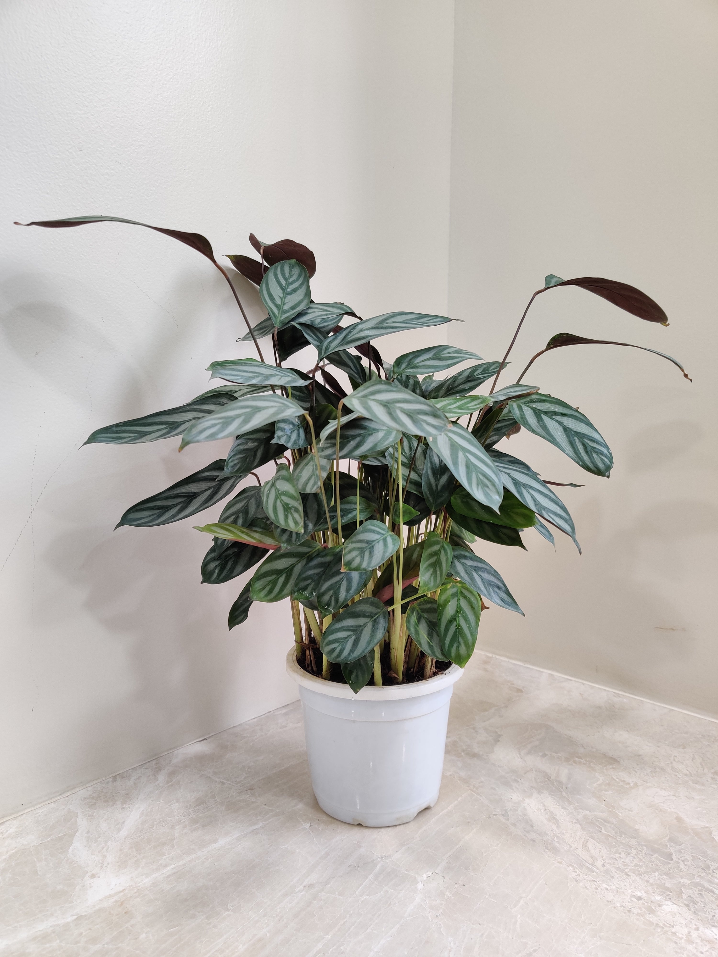 Buy Calathea Compact Star Plant Online India – ChhajedGarden.com