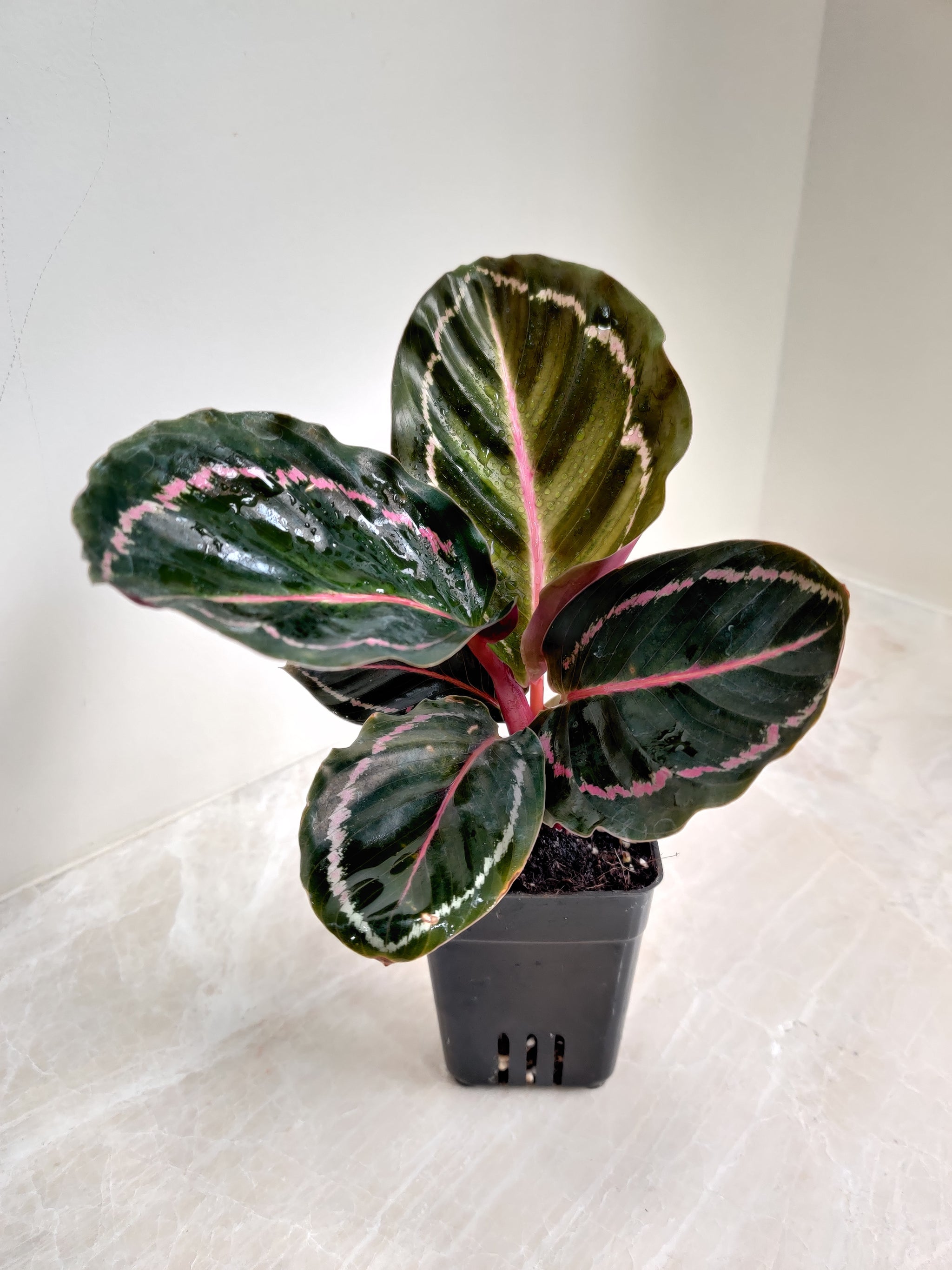Buy Calathea Plant Online India at the Lowest Price – ChhajedGarden.com