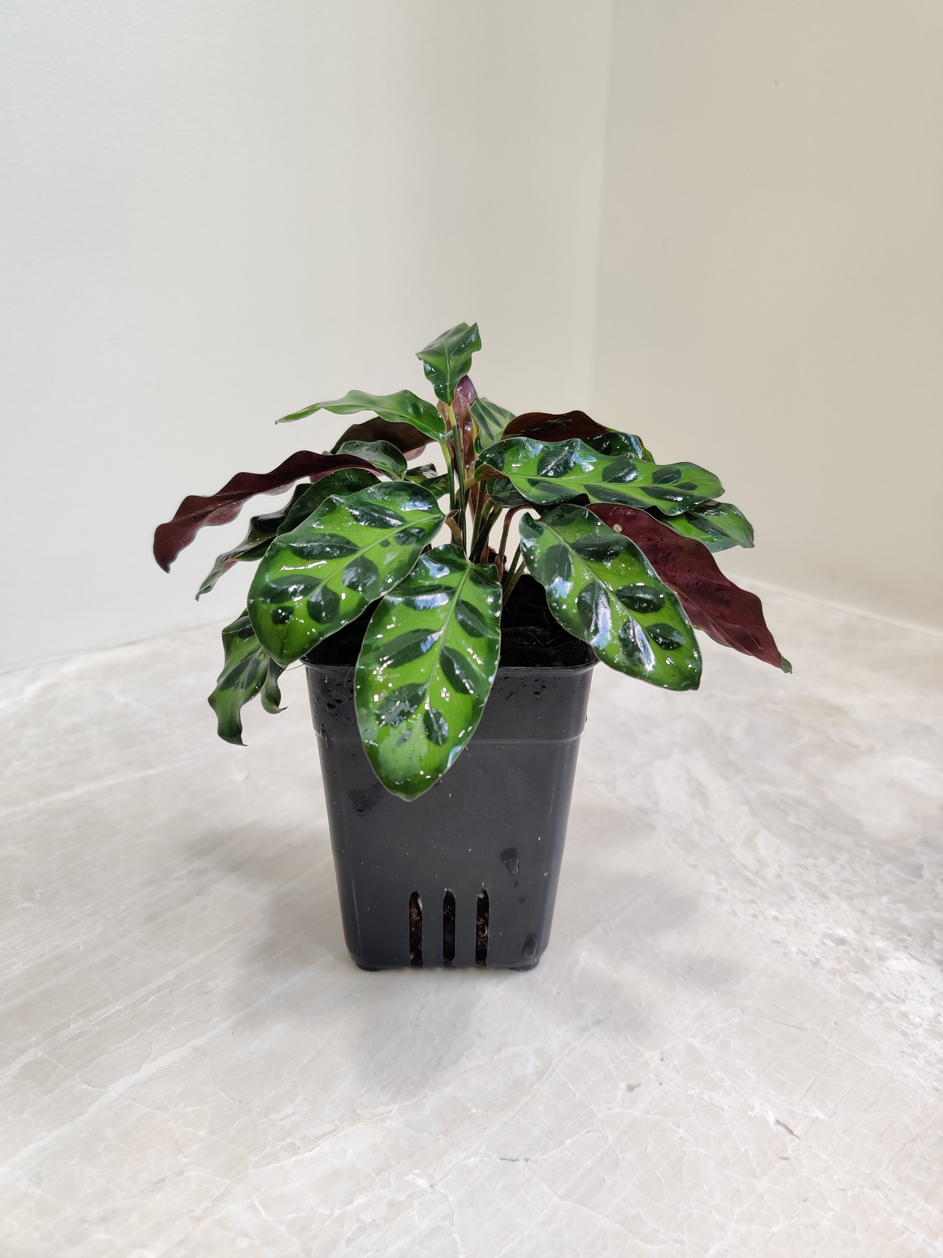 Buy Calathea Rattlesnake Plant Online India – ChhajedGarden.com