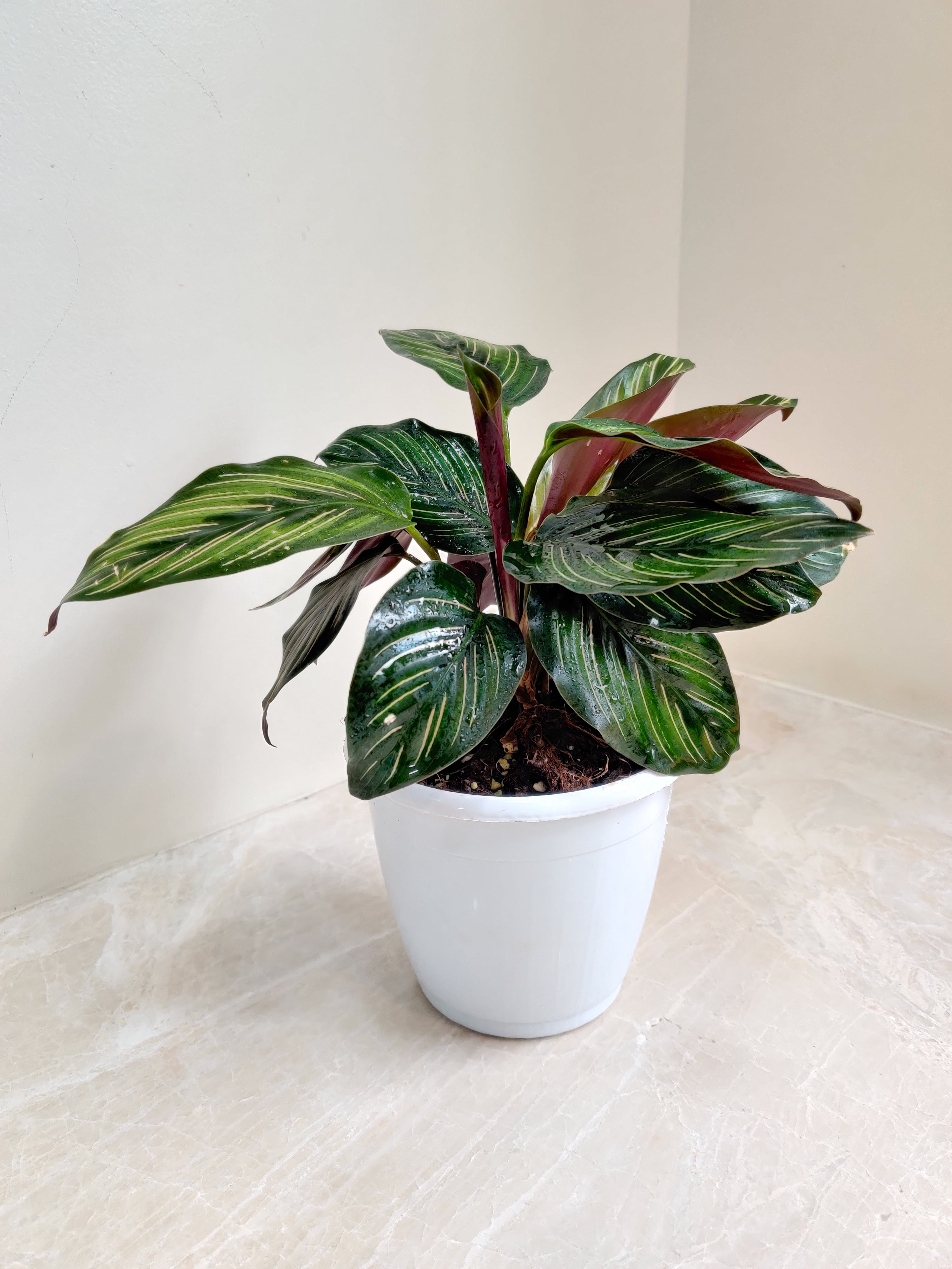 Buy Calathea Ornata Beauty Star Plant Online India – ChhajedGarden.com