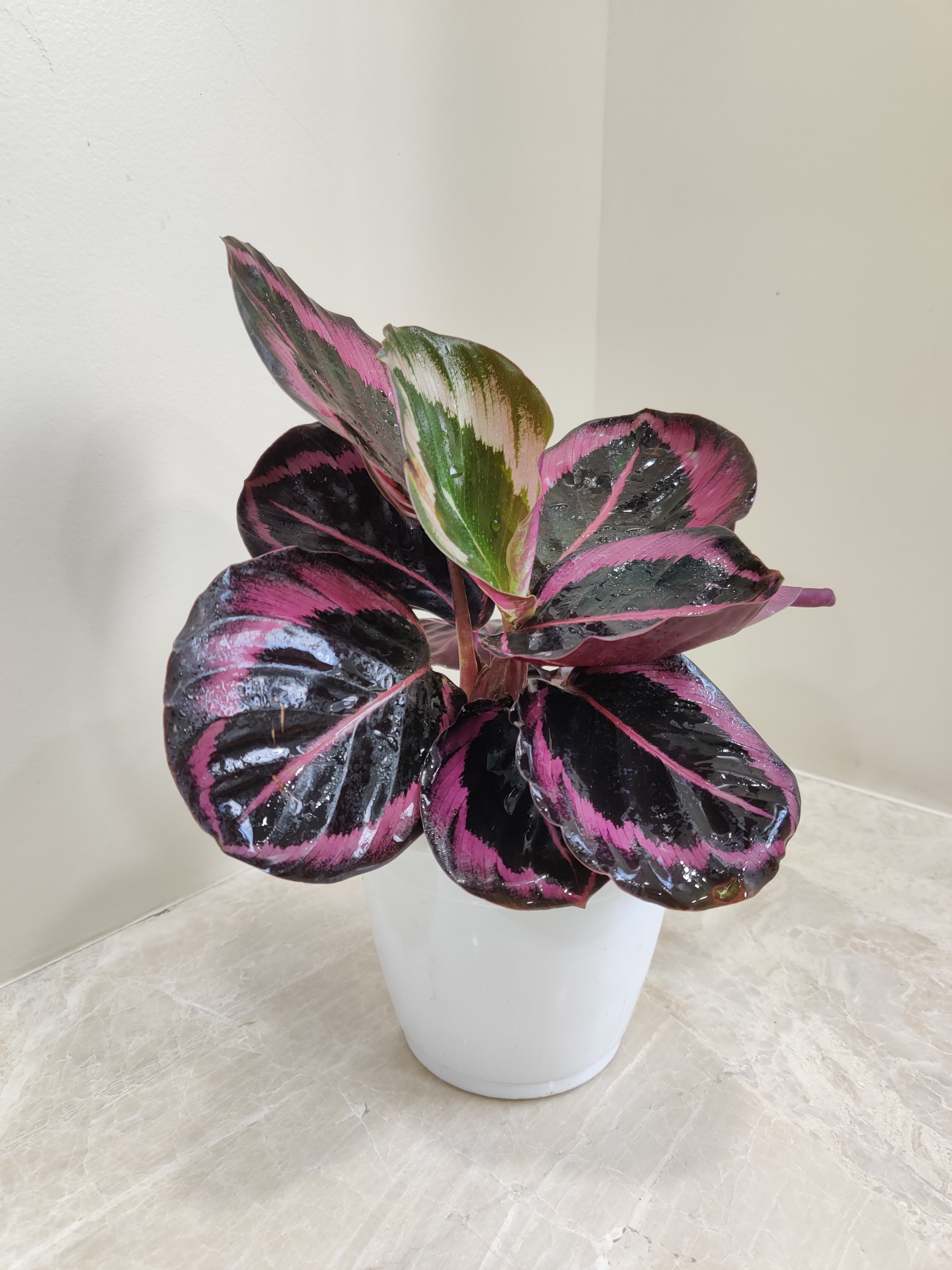 Buy Calathea Red Wine Plant Online India – ChhajedGarden.com