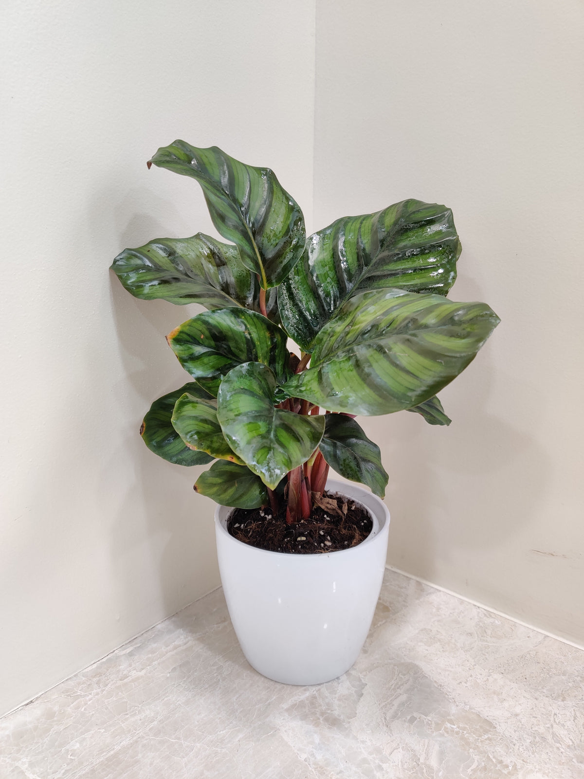 Add Elegance with Calathea Rose Apple Plant - 12 cm Pot | Indoor Plants ...