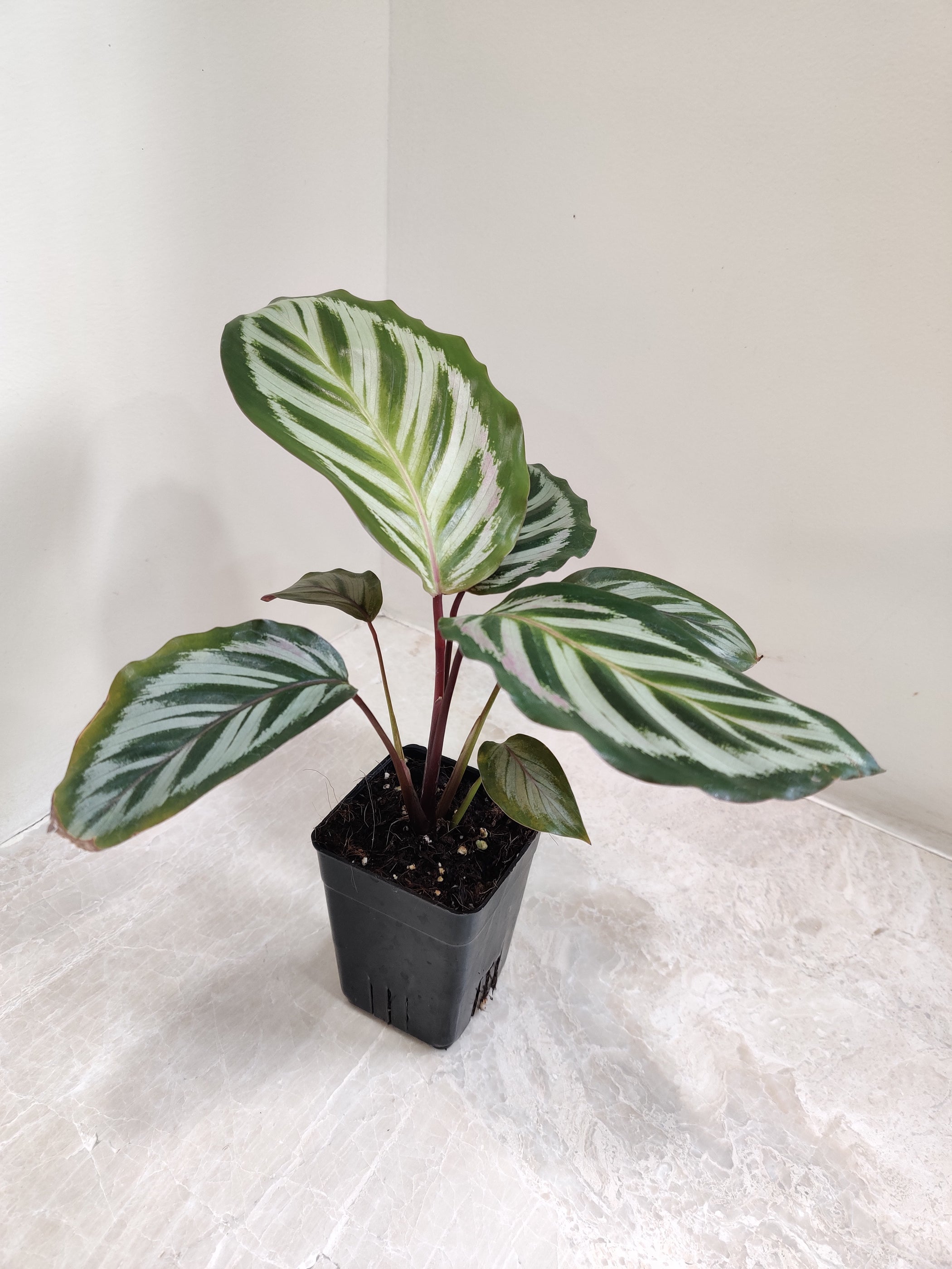 Buy Calathea 'Cora' - Lush & Compact | Indoor Plant – ChhajedGarden.com