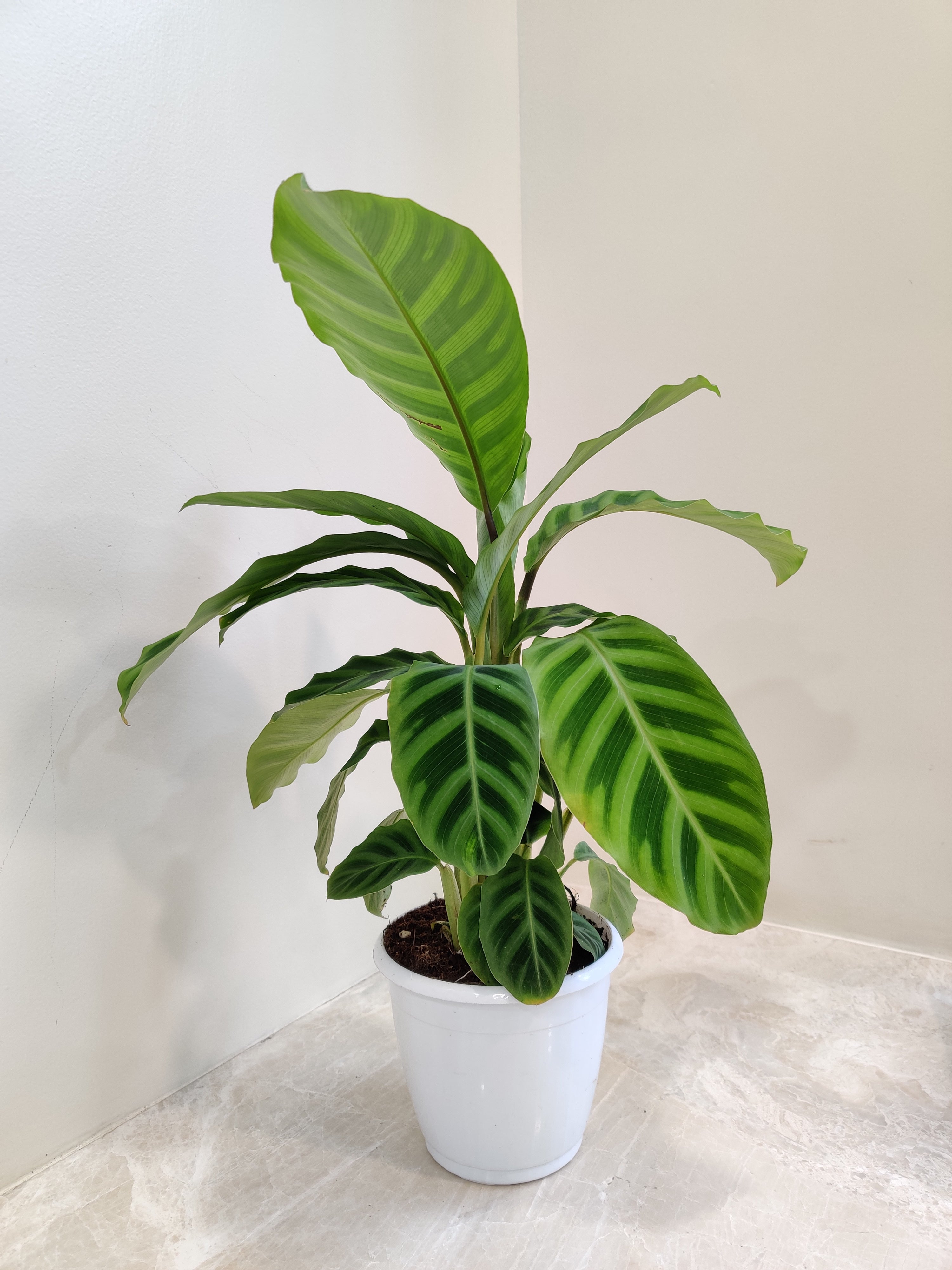 Buy Calathea Zebrina (Zebra Plant) Online India – ChhajedGarden.com