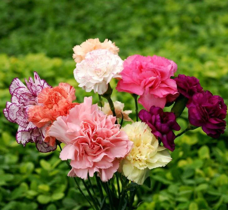 Carnation Chabaud Mix Flower Seeds | Buy Online India – ChhajedGarden.com