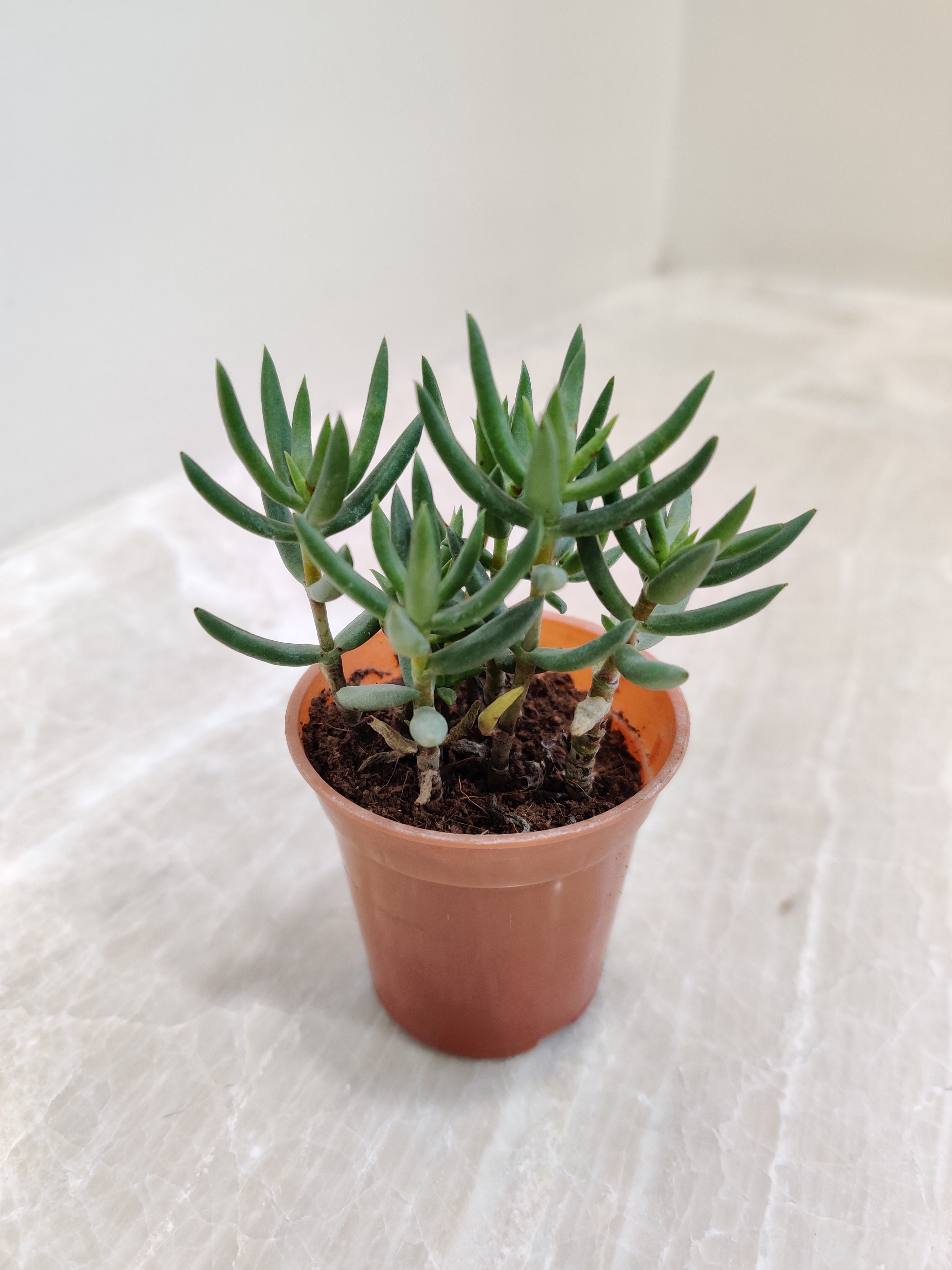 Leafy Chalk Sticks: Hardy Indoor Succulent – ChhajedGarden.com