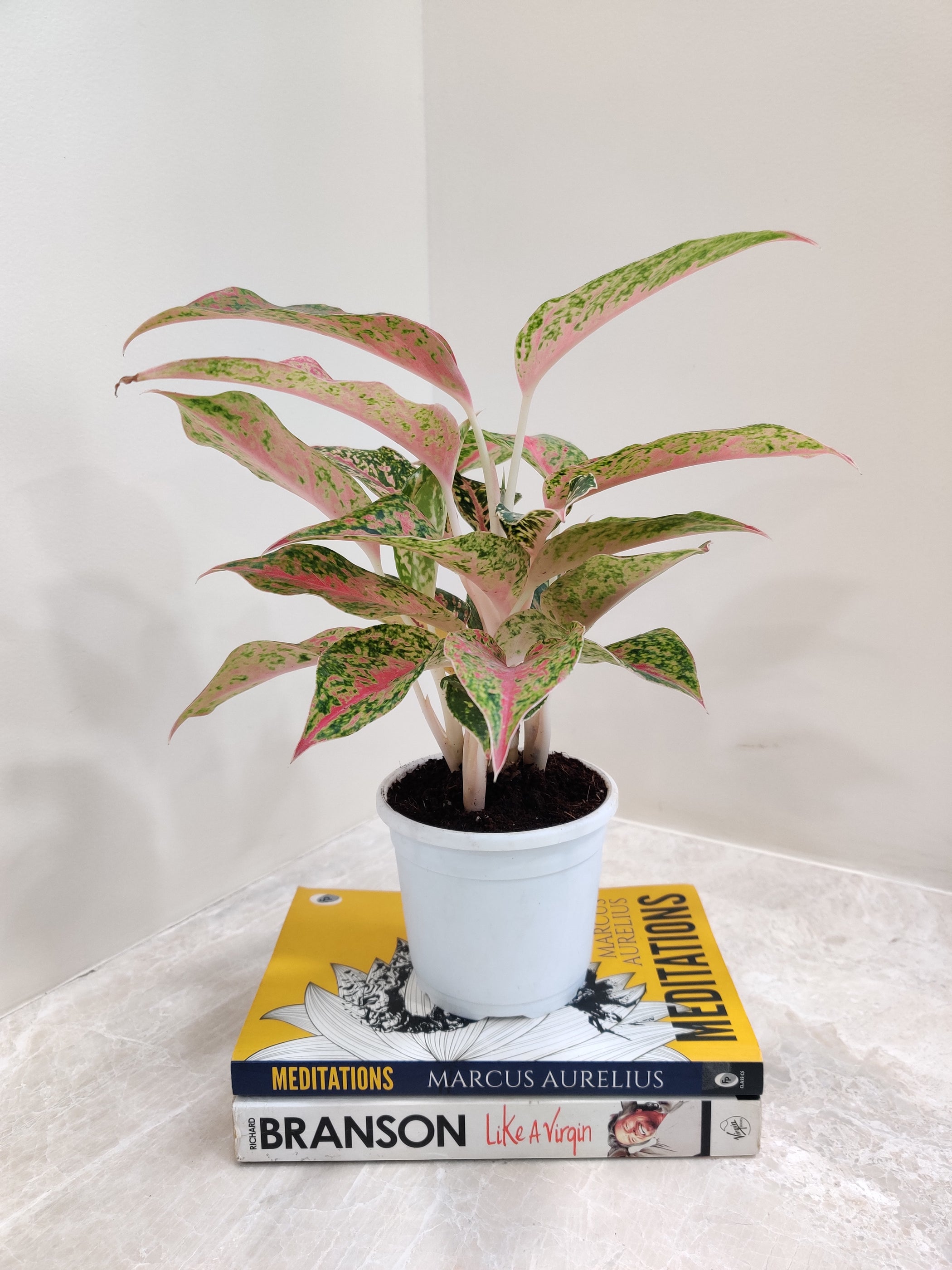 Buy Firework Aglaonema Plant Online | Fresh Indoor Decor ...