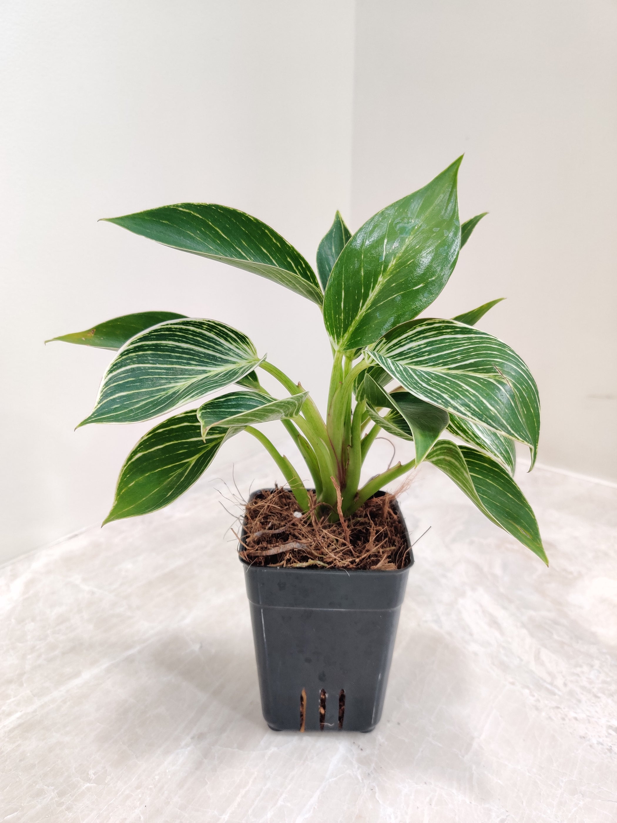 Buy Small Philodendron Birkin Plant Online India at Lowest Price ...