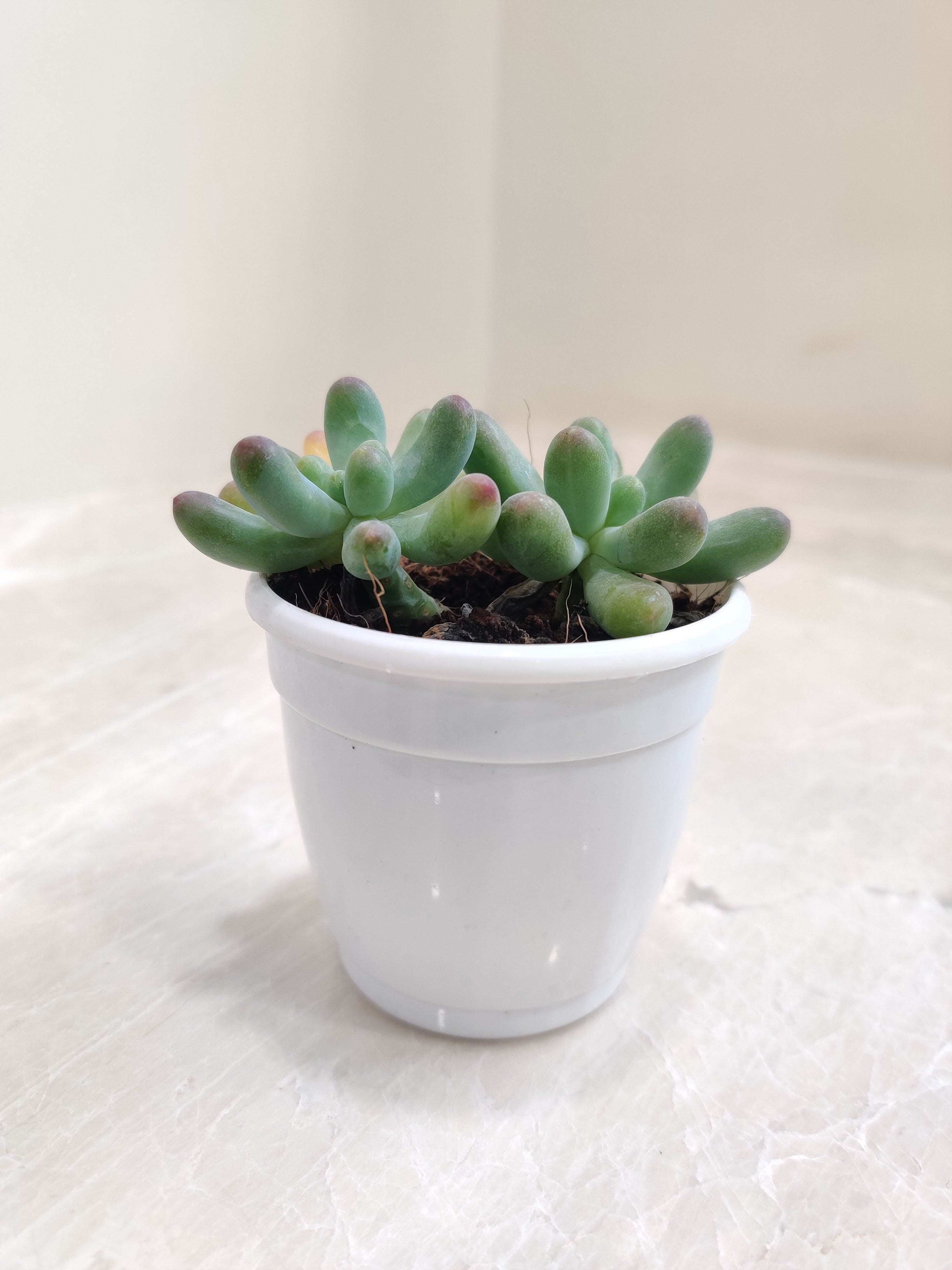 Sedum Pachyphyllum Succulent - Lush & Hardy Plant Online ...