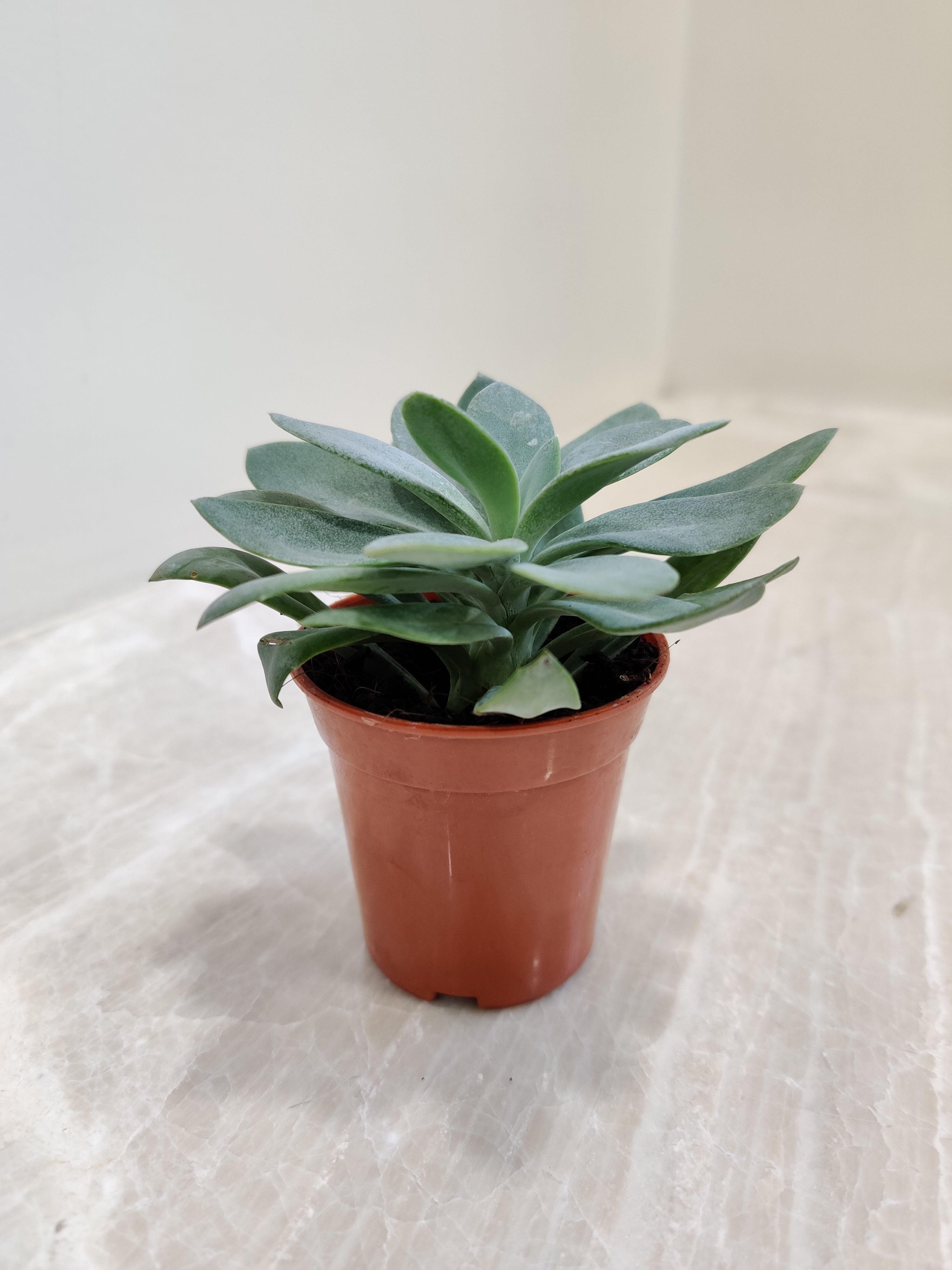 Compact Senecio Cephalophorus - Mini Succulent Charm – ChhajedGarden.com