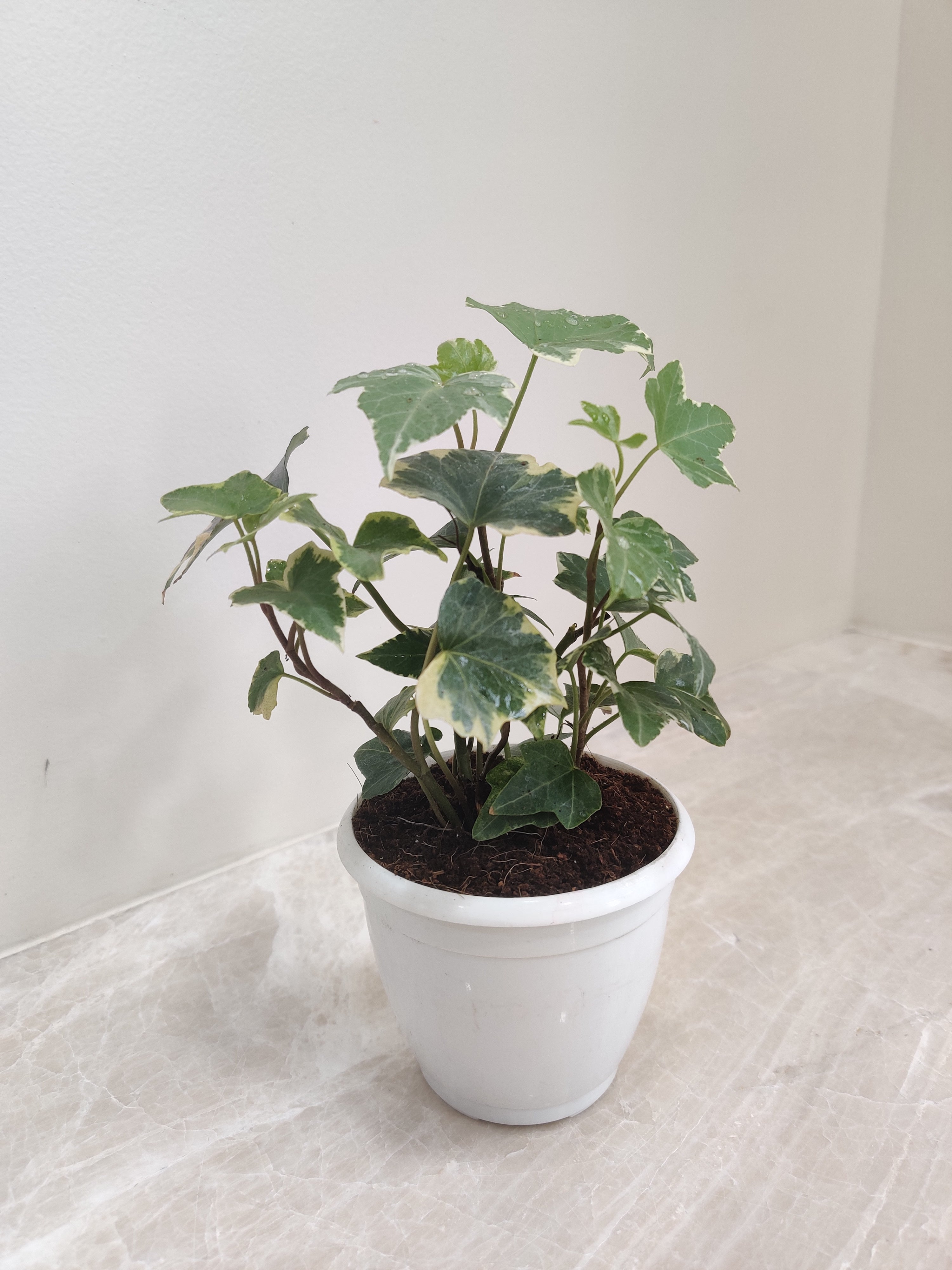 Buy Variegated English Ivy Plant Online India - Air Purifying Indoor ...