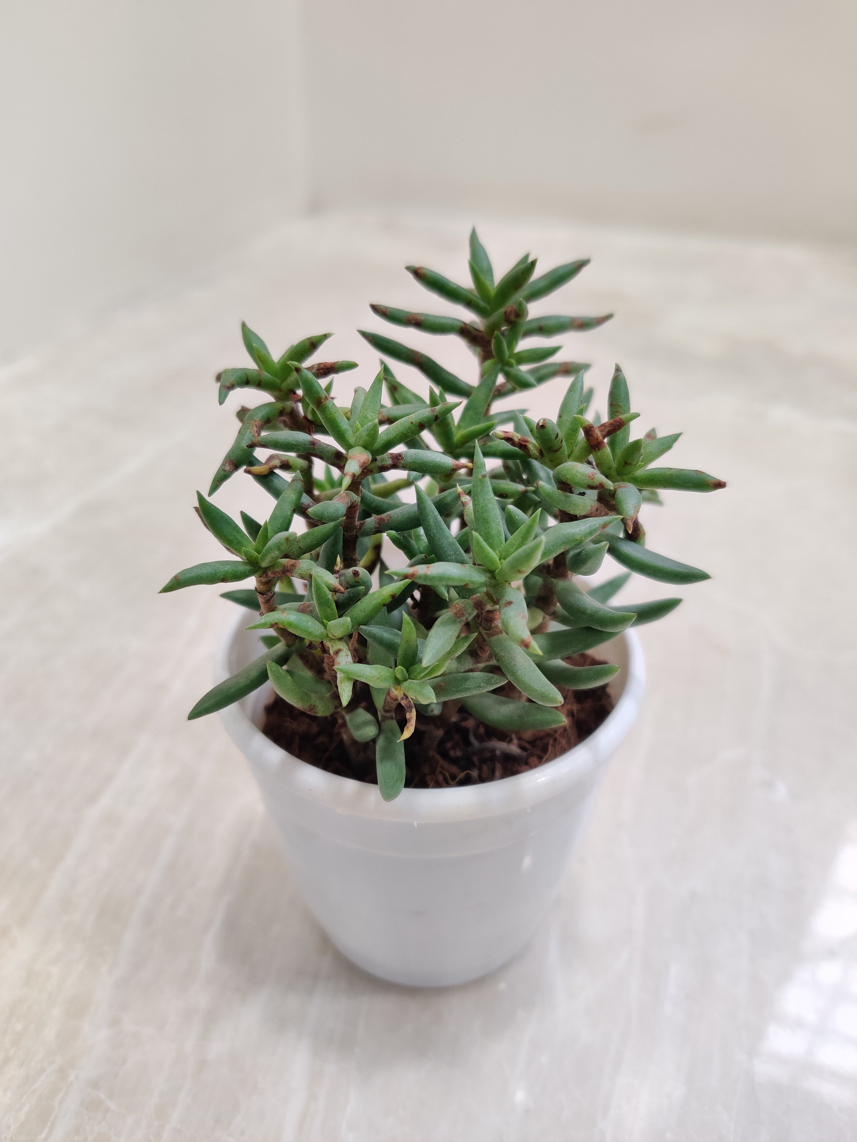 Miniature Pine Tree Succulent | Crassula Tetragona Online ...