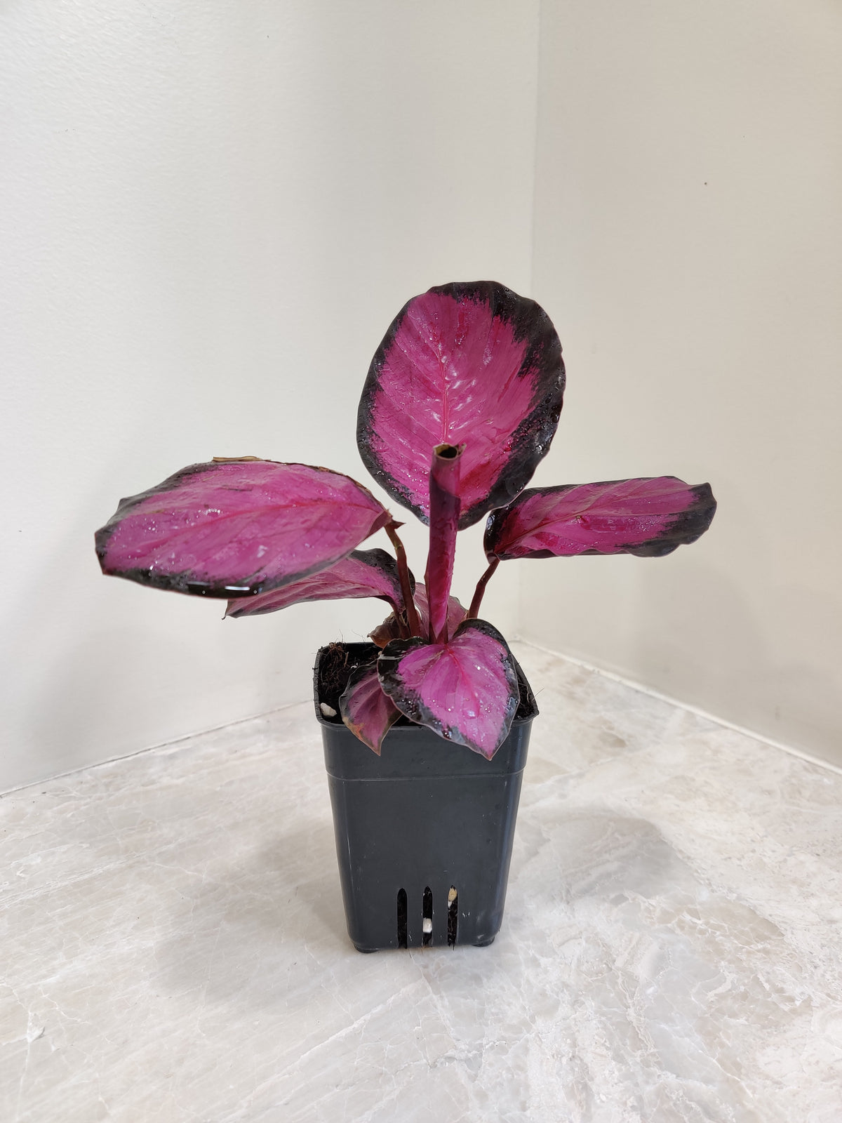 Calathea Roseopicta Crimson Plant Online India – ChhajedGarden.com