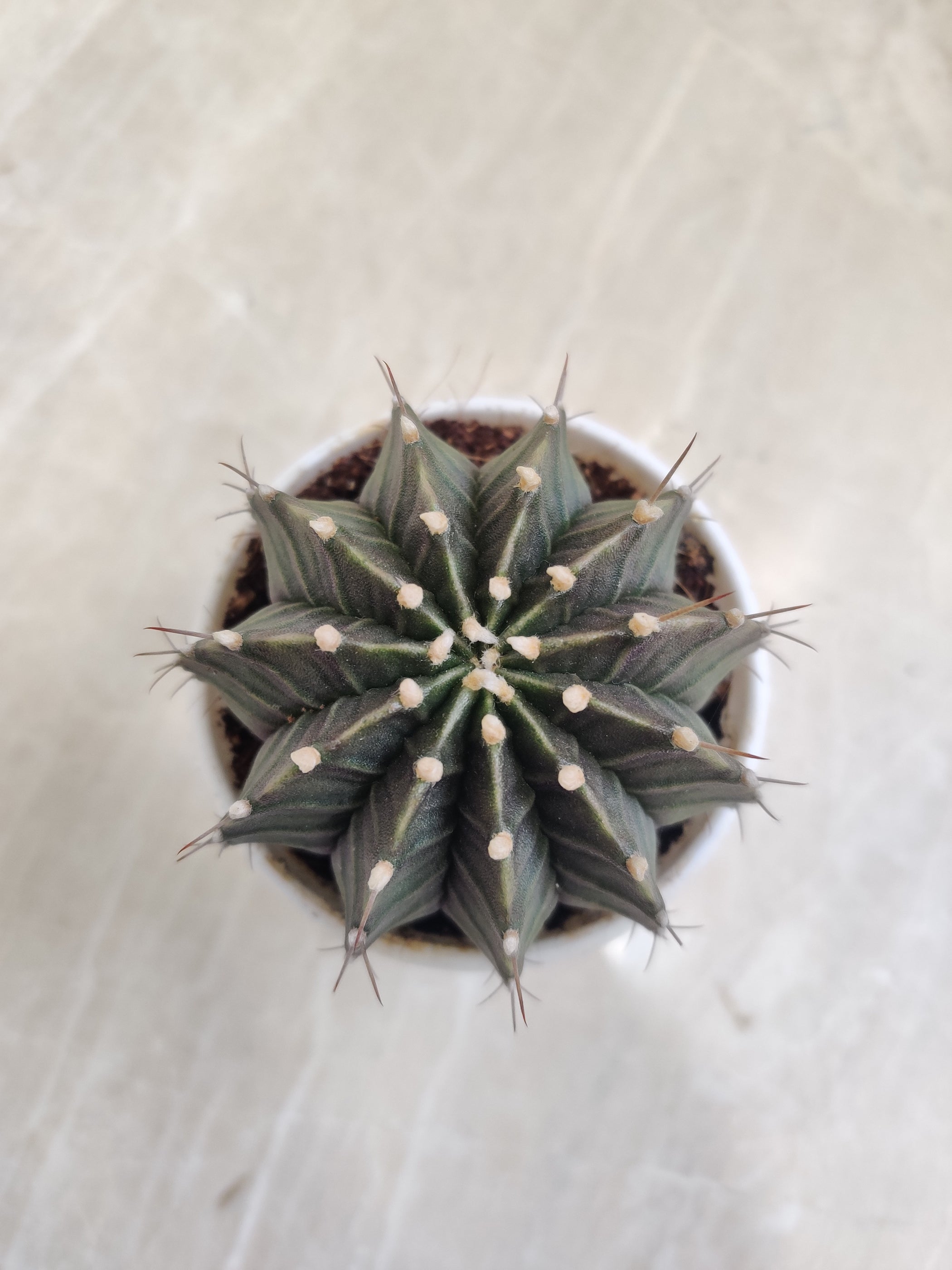 Buy Rare Black Widow Cactus at Best Price – ChhajedGarden.com
