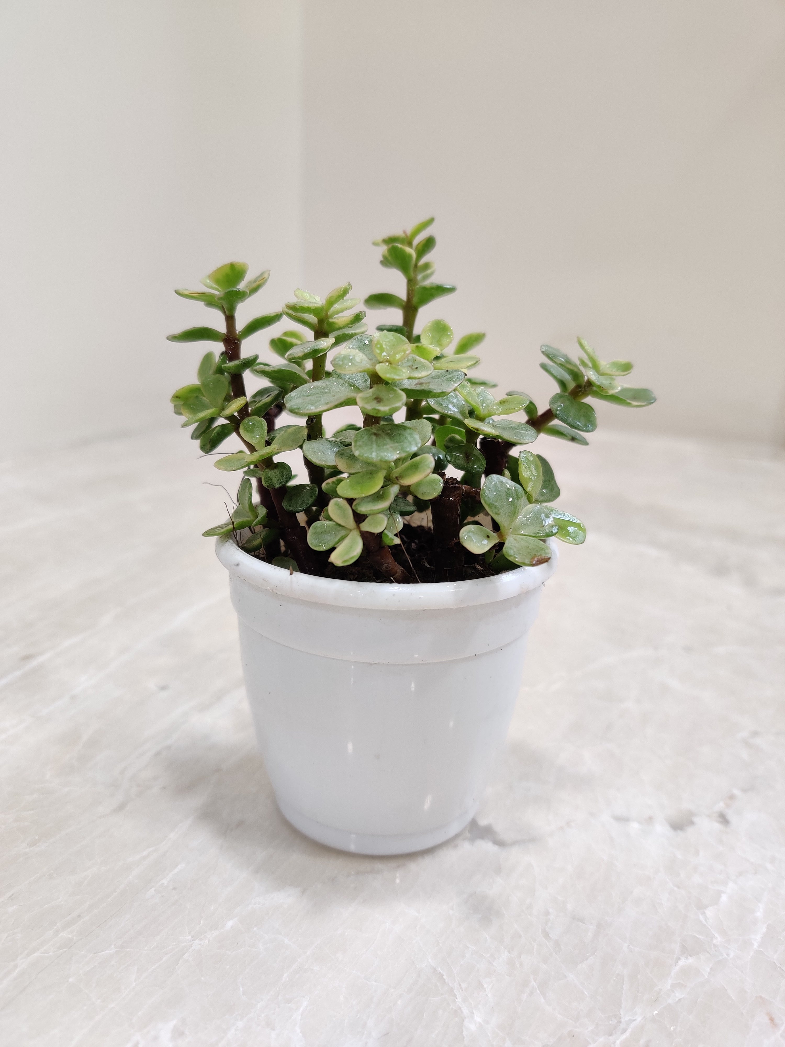 Variegated Jade Plant - Compact & Versatile - Order Now – ChhajedGarden.com