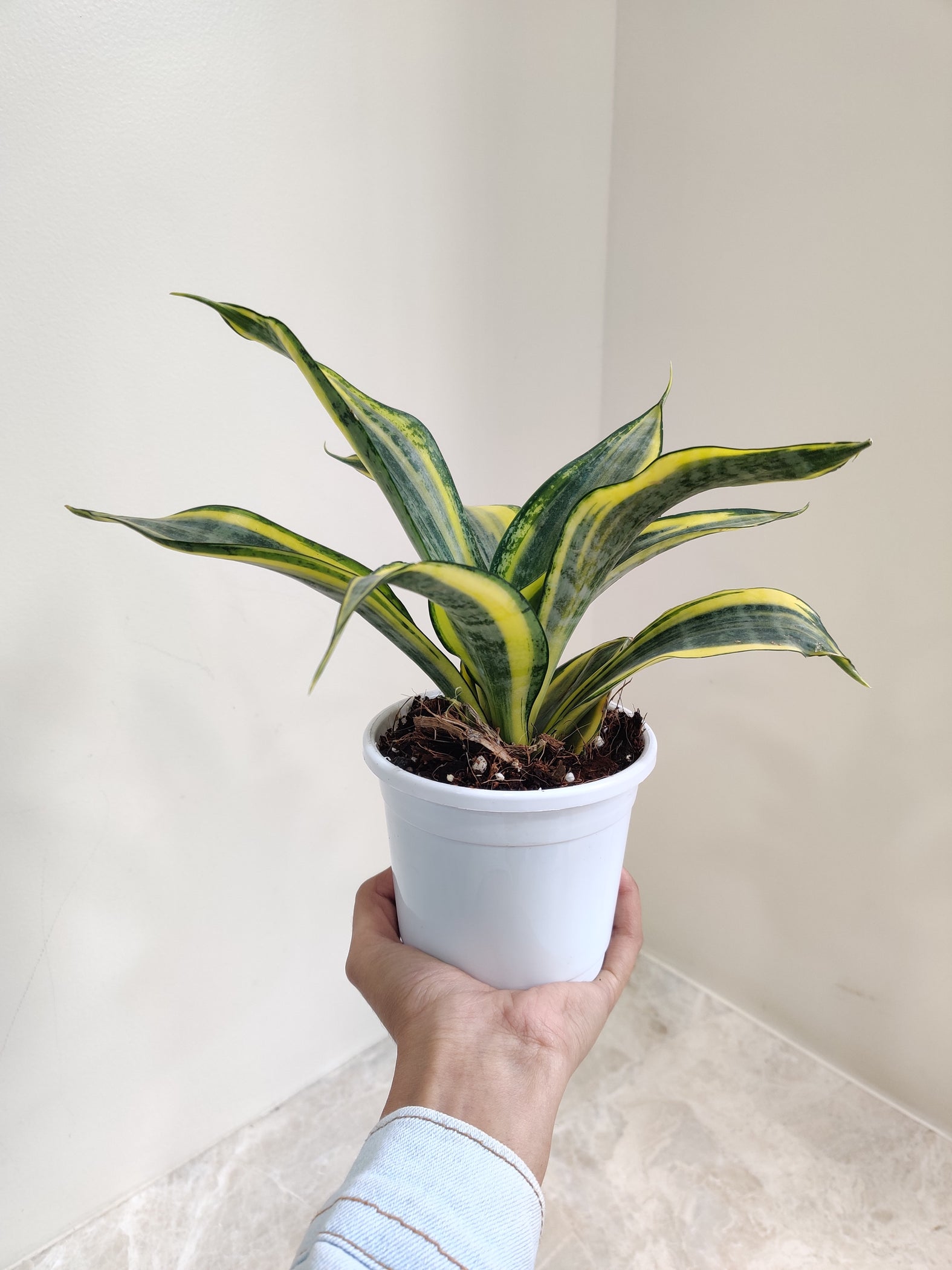 Buy Crooked Snake Plant Online India at Lowest Price – ChhajedGarden.com