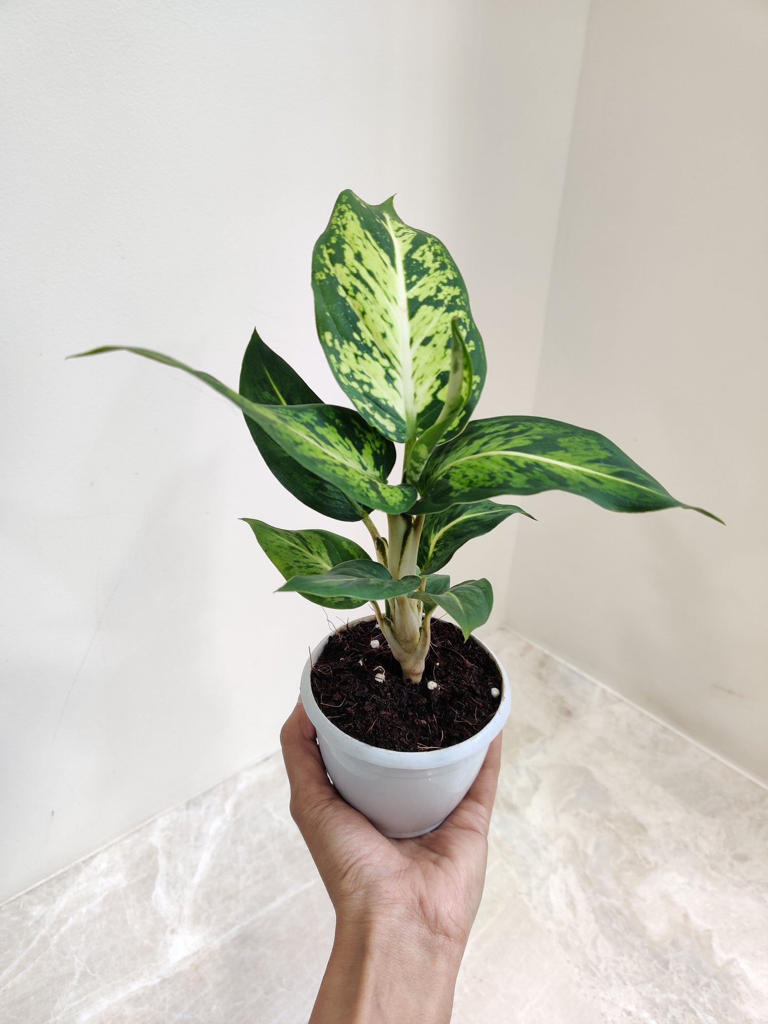 Buy Dieffenbachia Sublime Small Plant Online India – ChhajedGarden.com