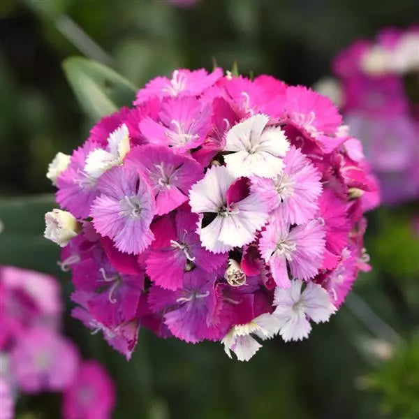 Dianthus Amazon Lavender Magic Flower Seeds – ChhajedGarden.com