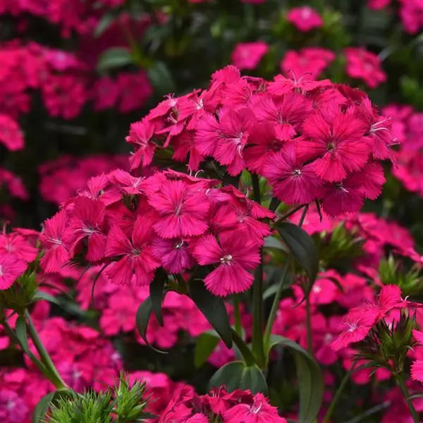 Dianthus Amazon Neon Cherry Flower Seeds – ChhajedGarden.com