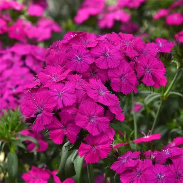Dianthus Amazon Neon Purple Flower Seeds – ChhajedGarden.com