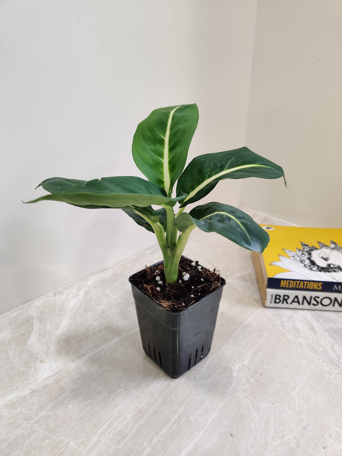 Buy Dieffenbachia Magic Amoena Plant Online India – ChhajedGarden.com