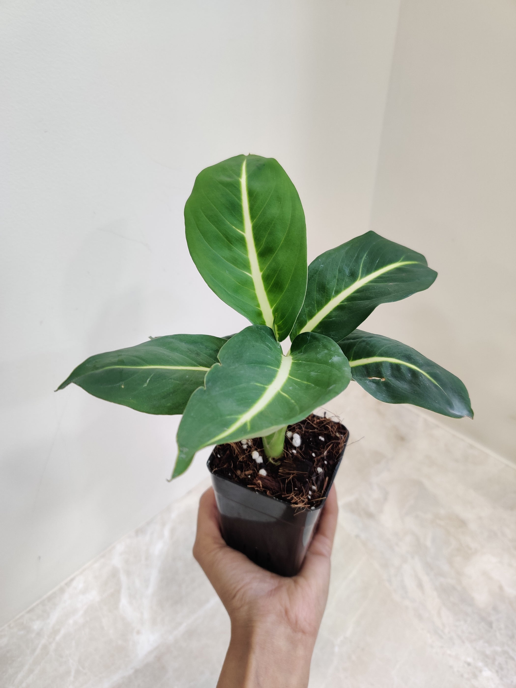 Buy Dieffenbachia Magic Amoena Plant Online India – ChhajedGarden.com