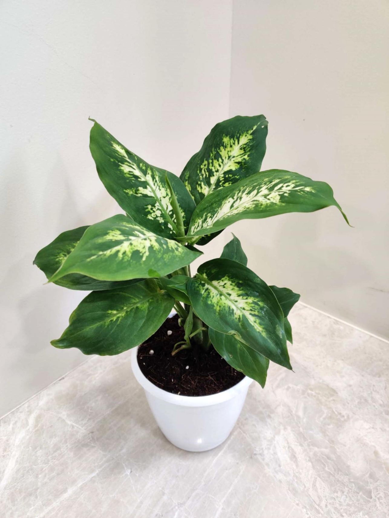 Buy Dieffenbachia Sublime Plant Online India – ChhajedGarden.com