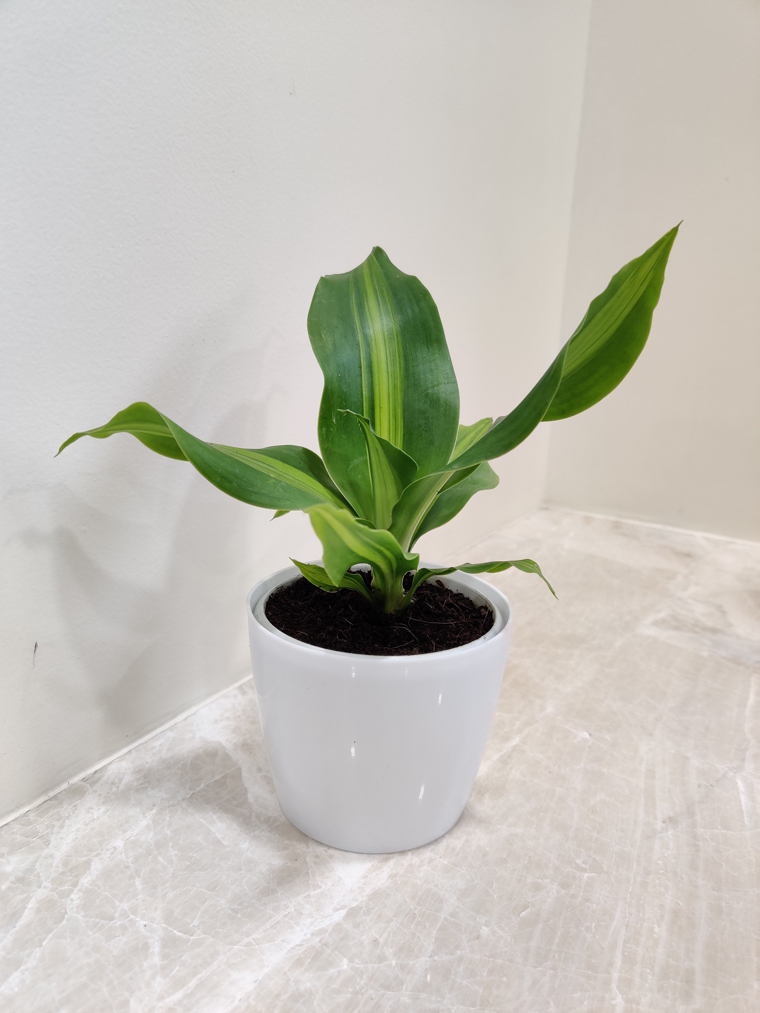 Buy Dracaena Darasingh Plant Online - Ideal Corporate Gift ...