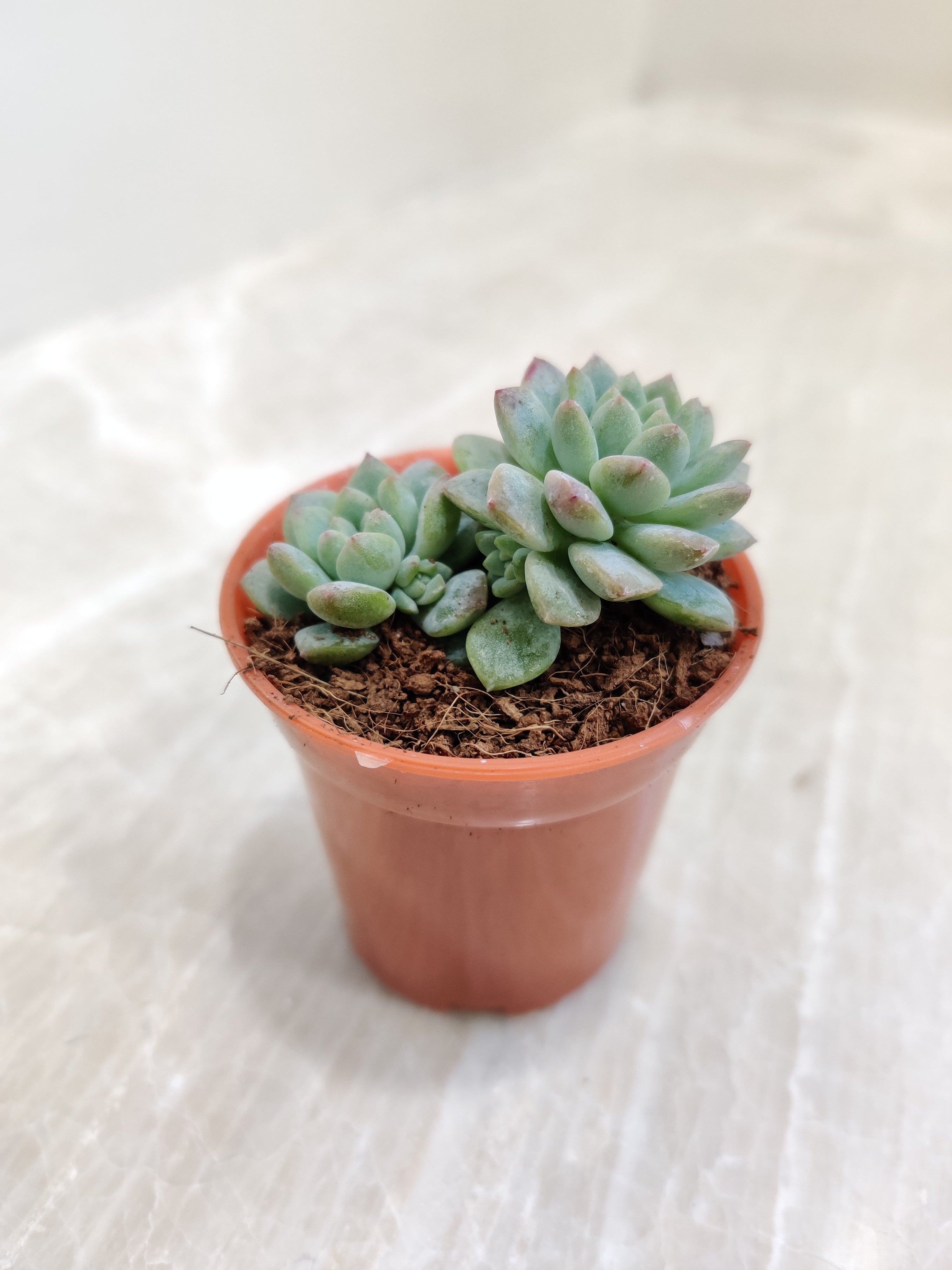 Petite Echeveria Prolifica Plant - Serene & Lovely – ChhajedGarden.com