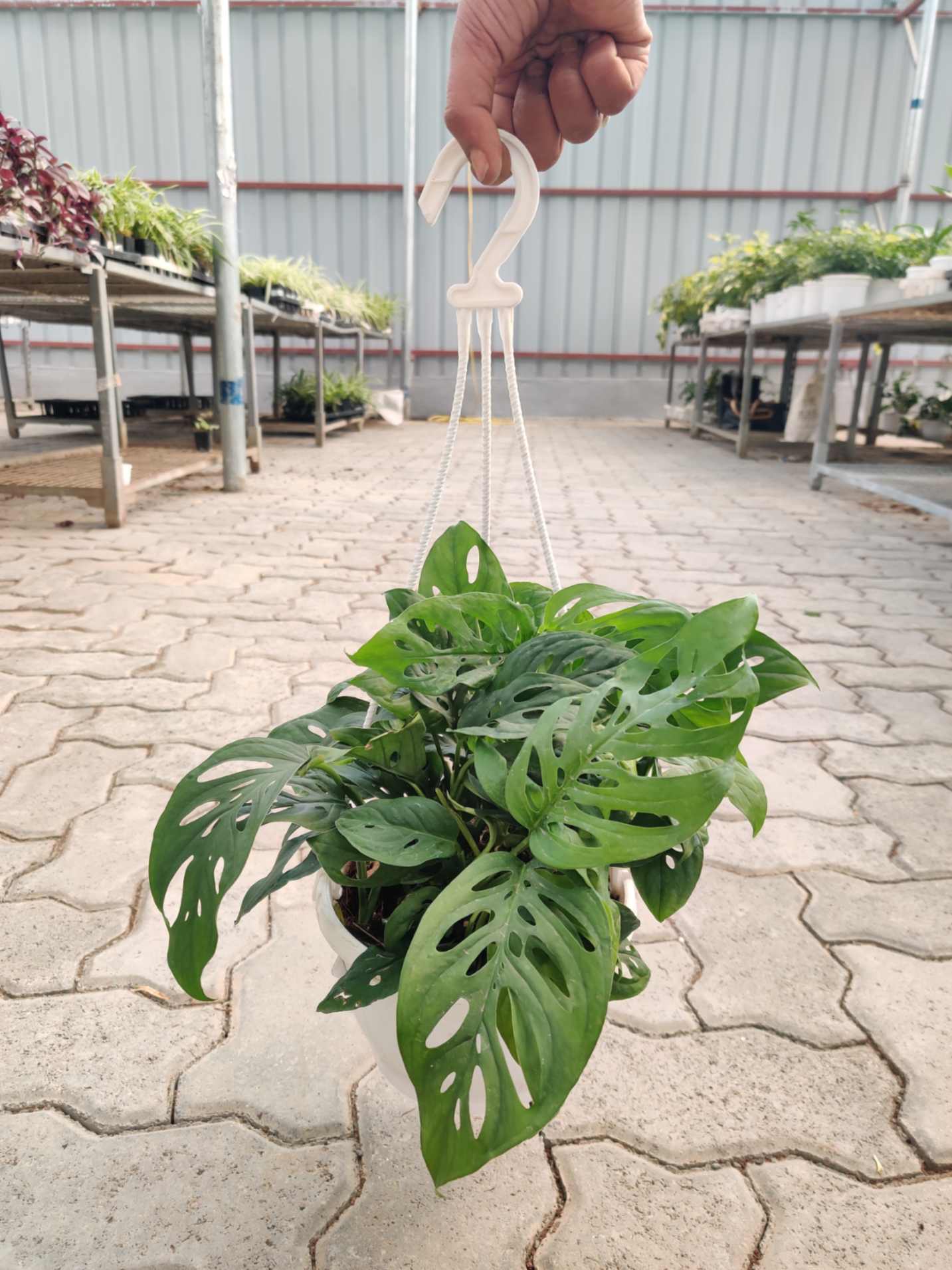 Monstera Deliciosa - Lush Indoor Hanging Plant – ChhajedGarden.com