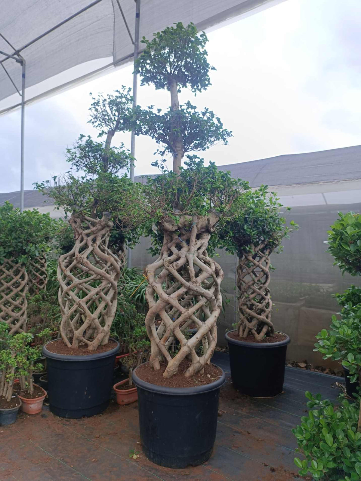 Ficus Cage 2.5m–2.7m – 2 Step Braided Outdoor Tree – ChhajedGarden.com