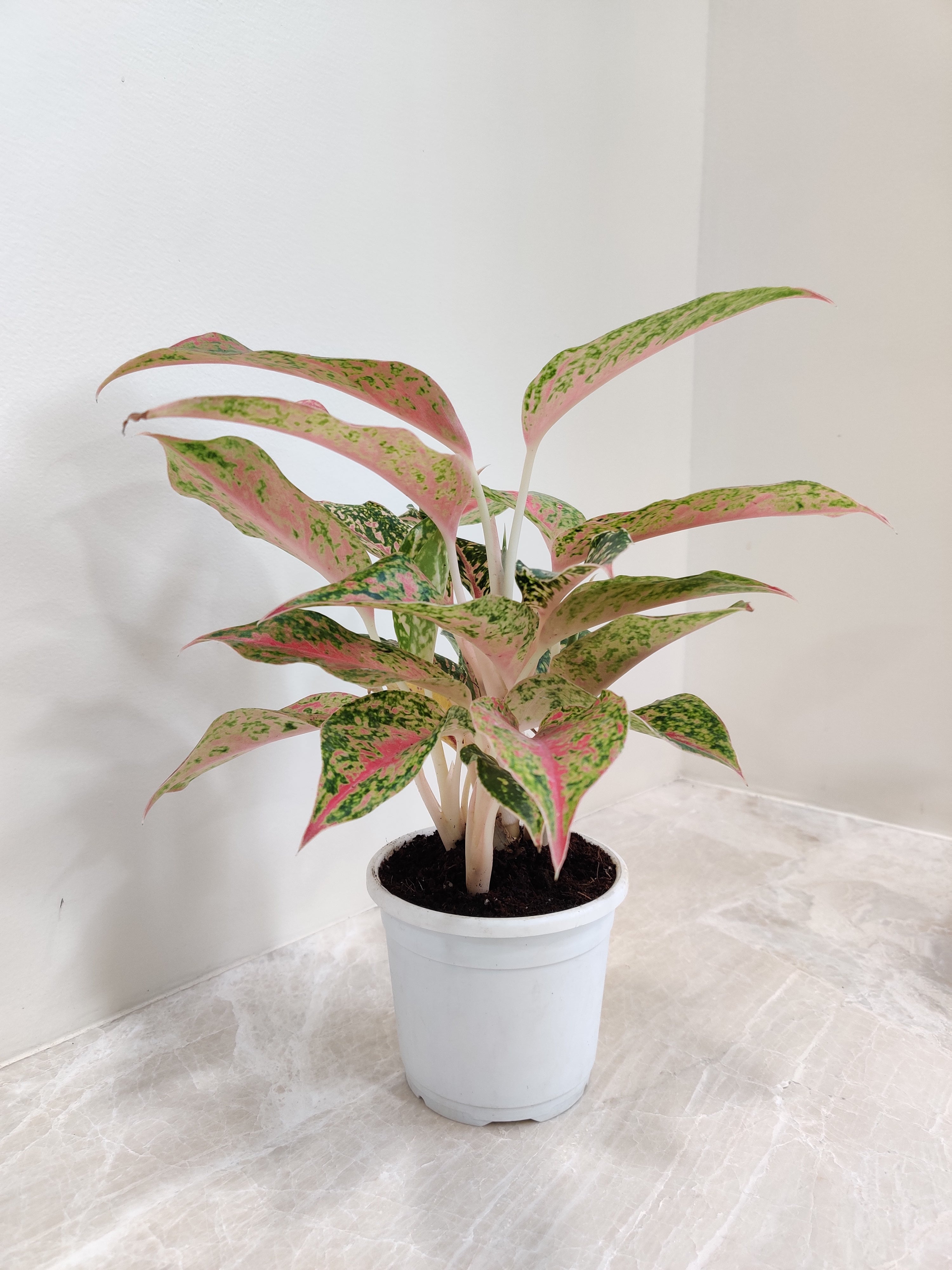 Buy Firework Aglaonema Plant Online | Fresh Indoor Decor ...