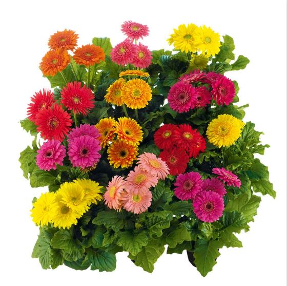 Gerbera Sundayz Maxi Mix Flower Seeds – ChhajedGarden.com