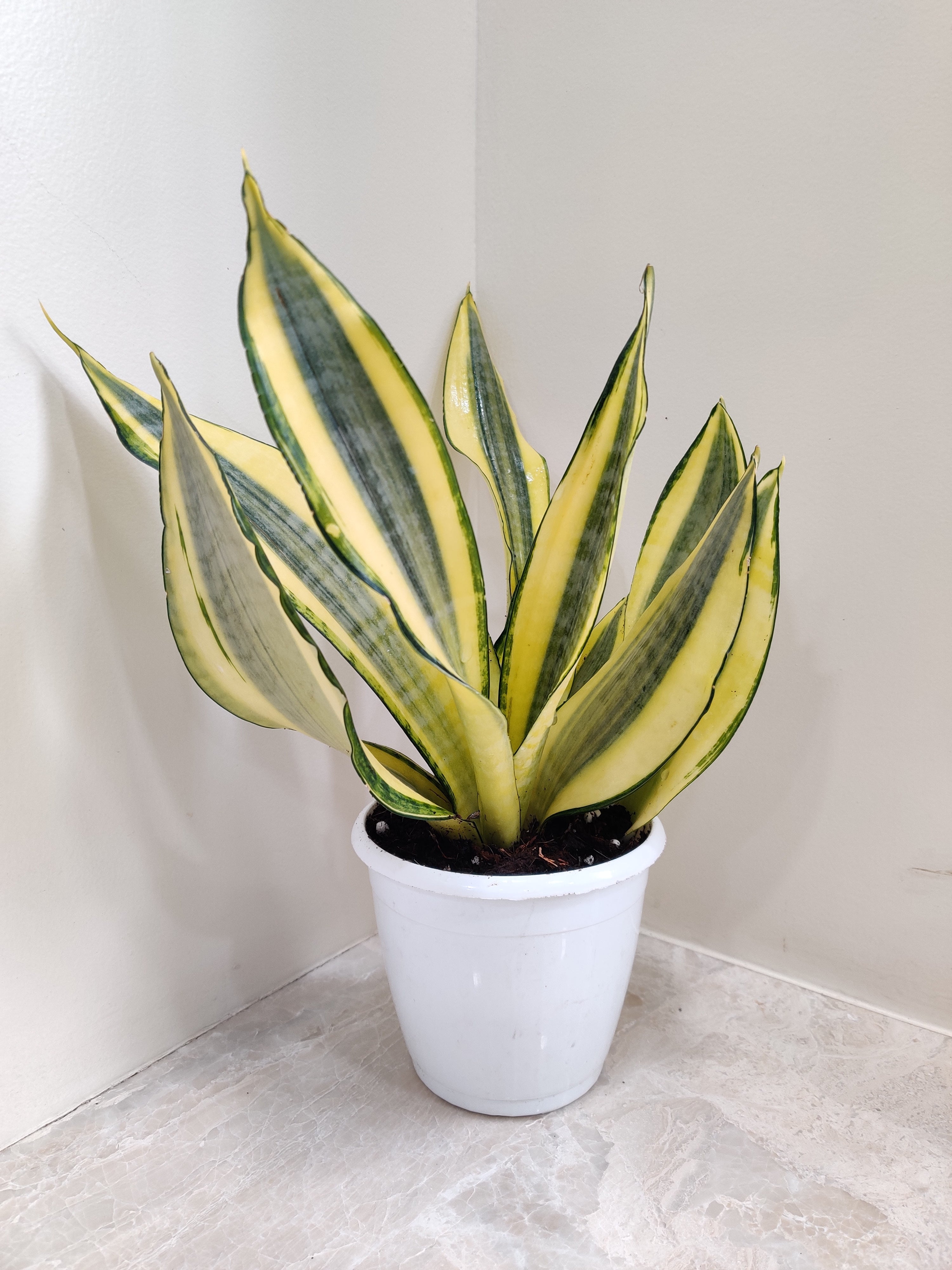 Shop for Rare Ghost Snake Plant Online India – ChhajedGarden.com