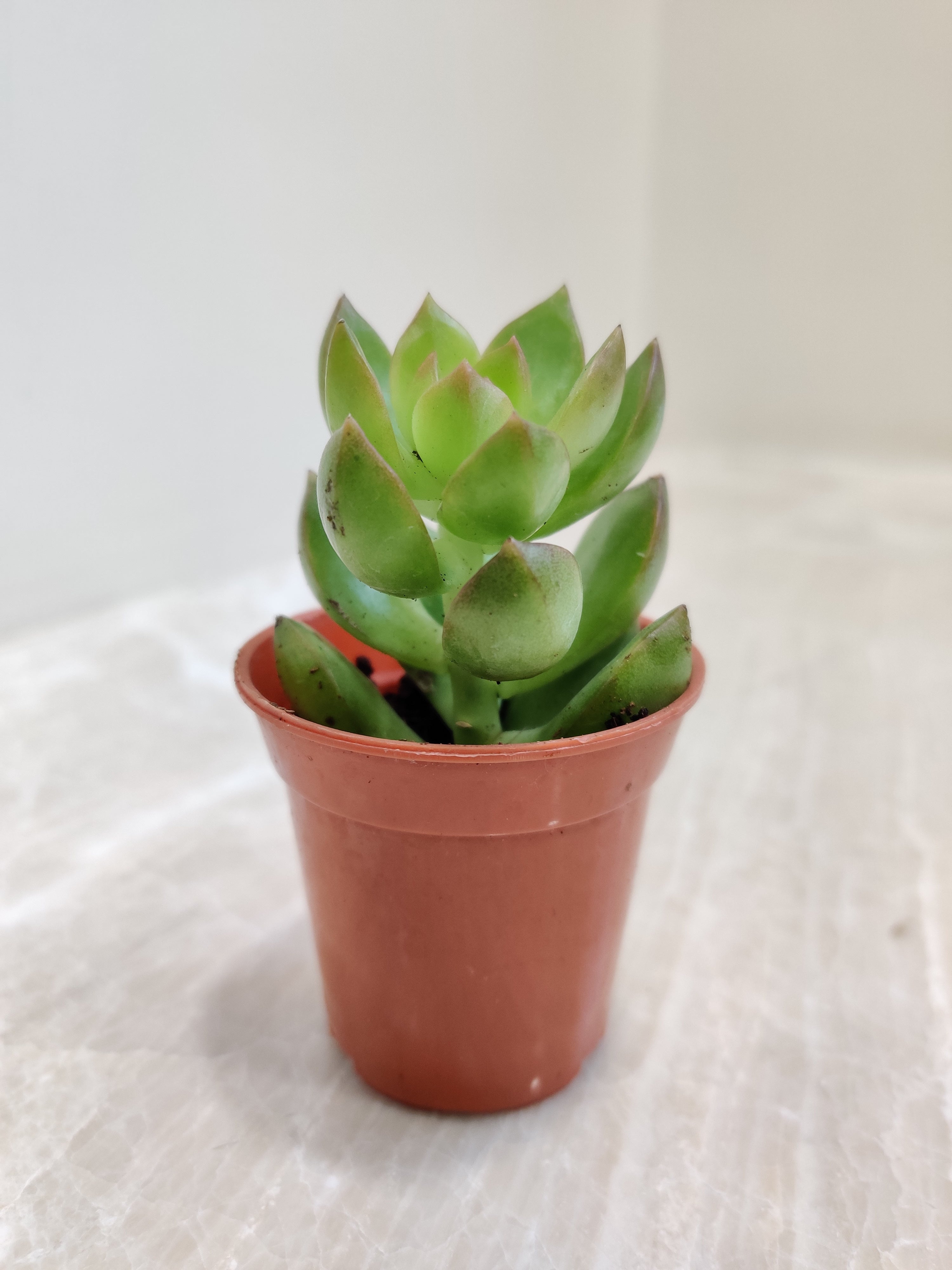 Golden Glow Sedum: Radiant Succulent Plant – ChhajedGarden.com