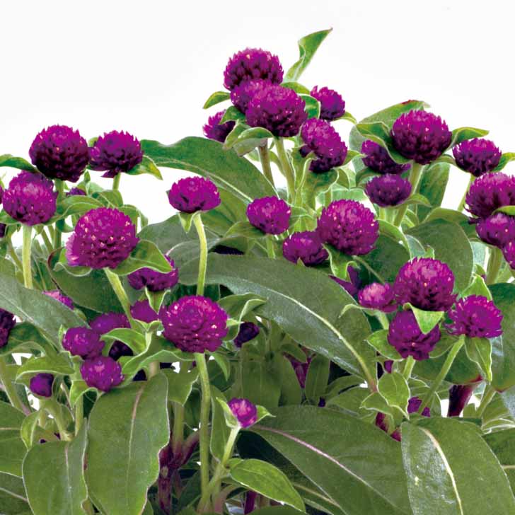 Gomphrena Gnome Purple (Buddy) Flower Seeds – ChhajedGarden.com