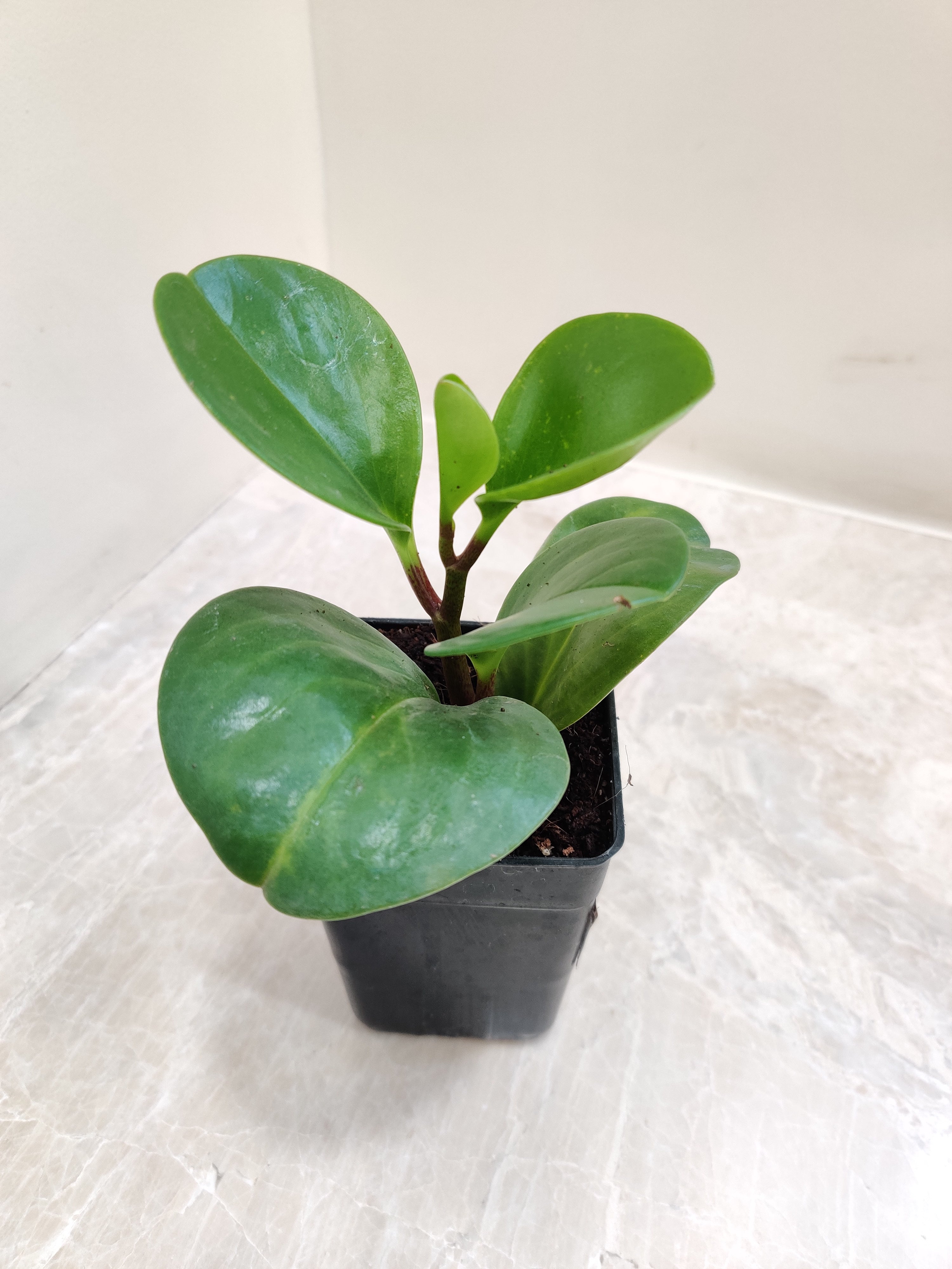 Lush Green Peperomia Obtusifolia - Perfect Indoor Plant – ChhajedGarden.com