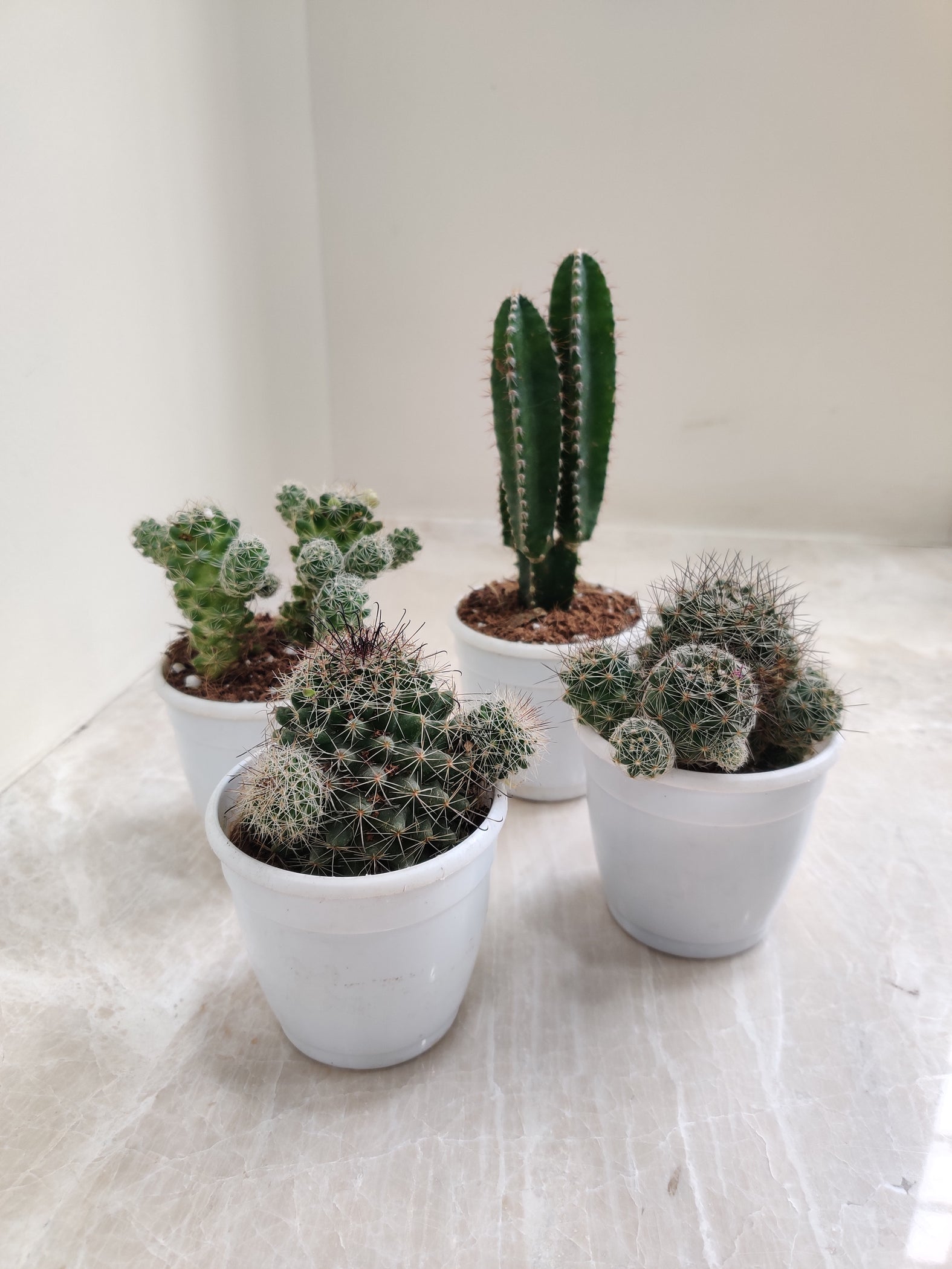 Buy Assorted Cactus Pack of 4 at Lowest Price | Cactus Gifting Pack ...